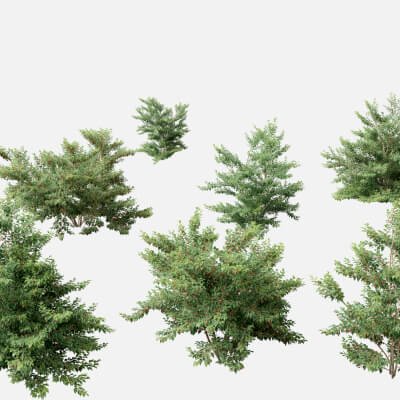 Ilex Pedunculosa - Longstalk Holly 3D Model by 3dgardenplants