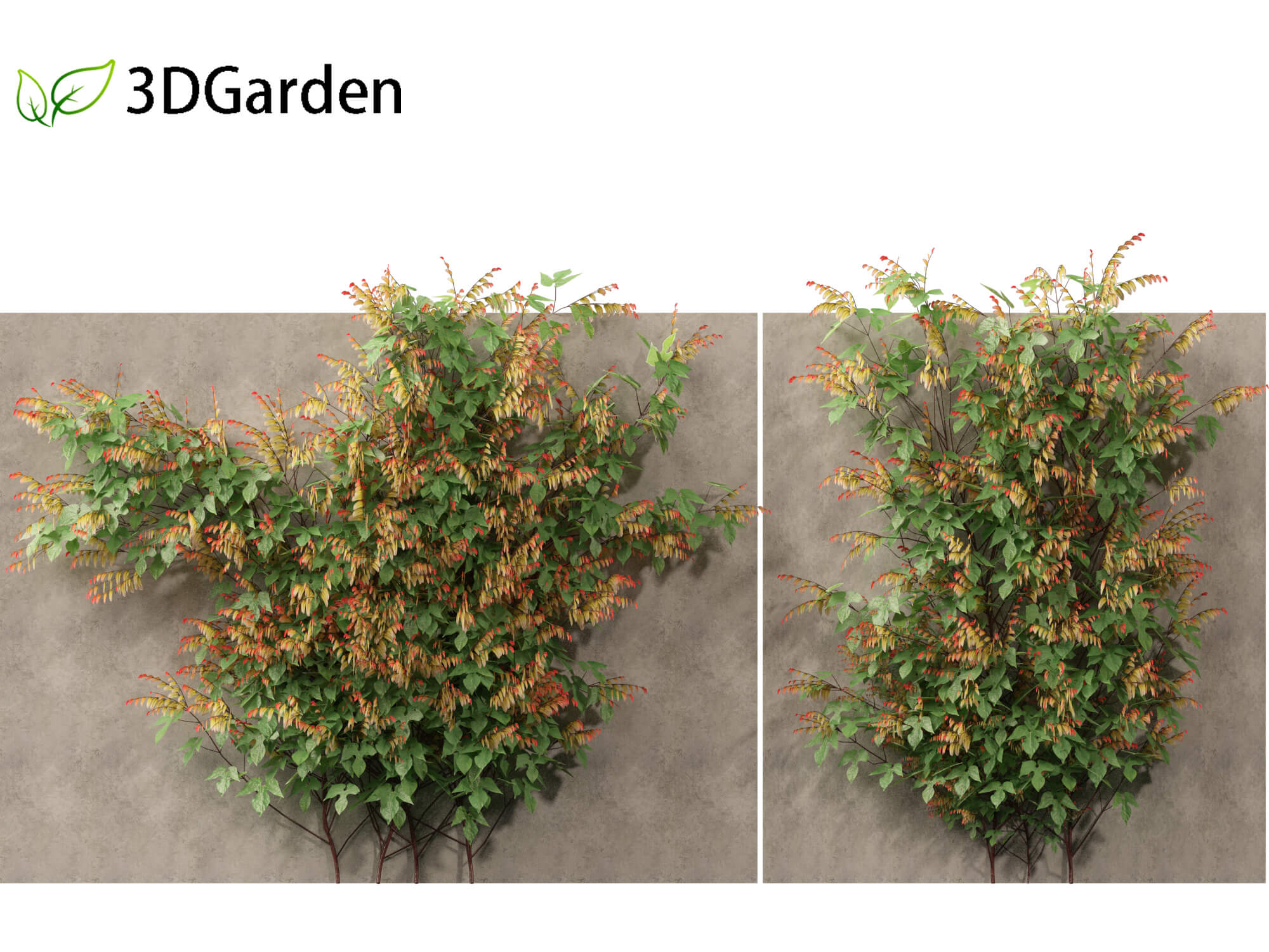 Ipomoea Lobata – Firecracker Vine - 3D Model by 3dgardenplants