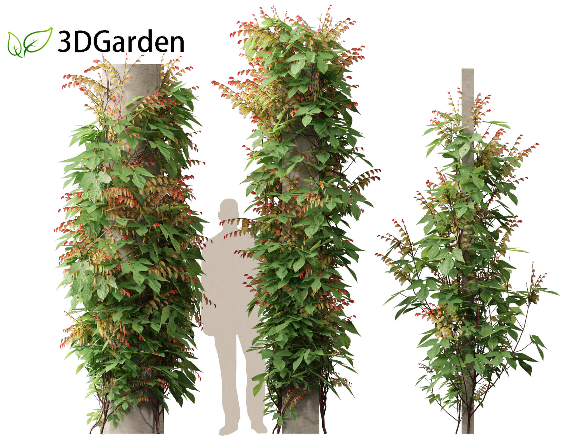 Ipomoea Lobata – Firecracker Vine - 3D Model by 3dgardenplants