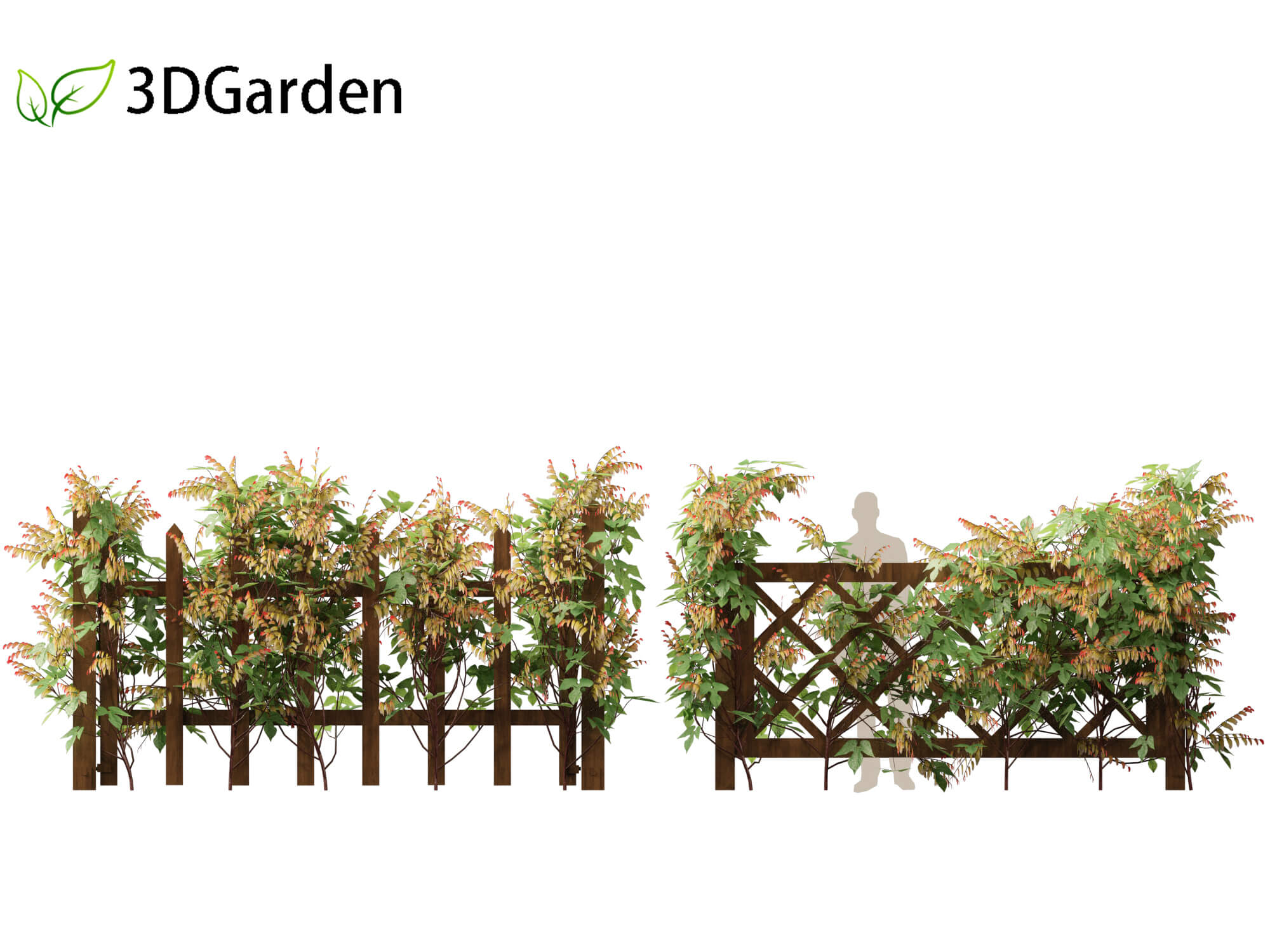 Ipomoea Lobata – Firecracker Vine - 3D Model by 3dgardenplants