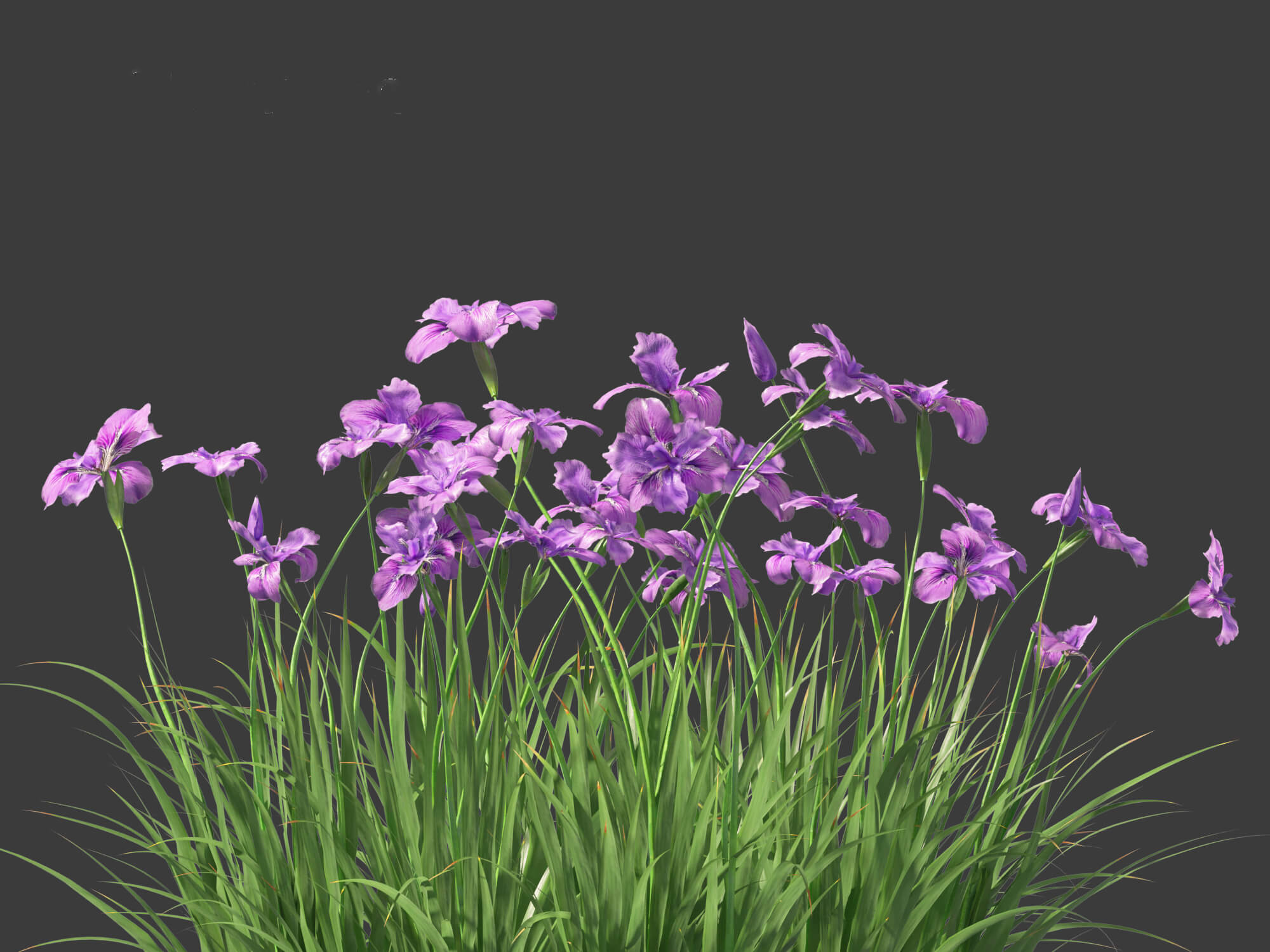 Iris Ensata - Japanese Water Iris 3D Model by 3dgardenplants