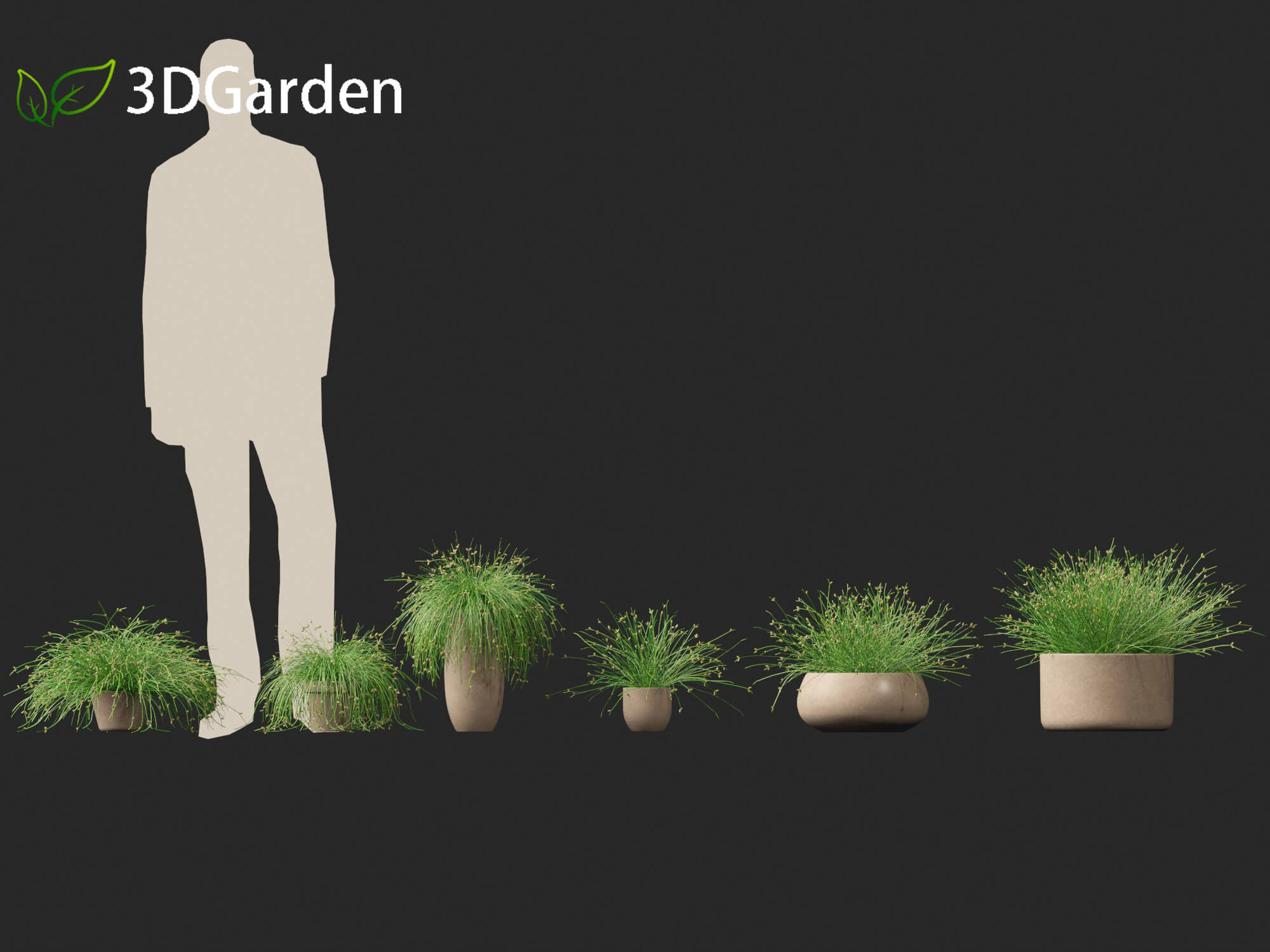 Isolepis Cernua - Slender Club-Rush 3D Model by 3dgardenplants