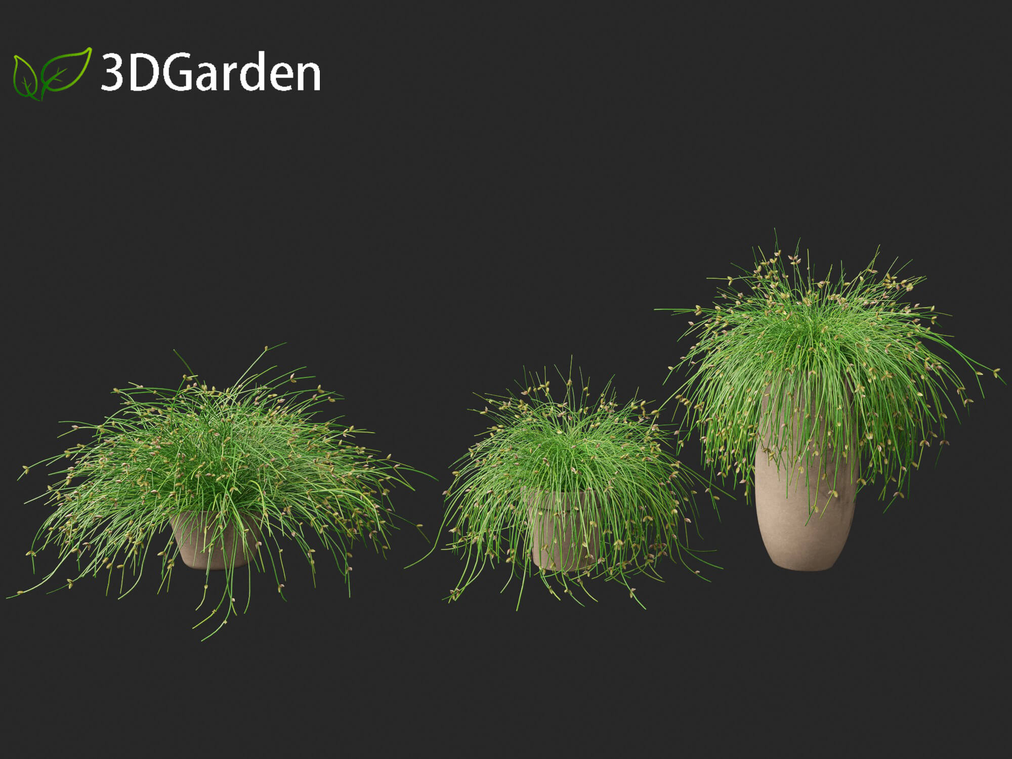 Isolepis Cernua - Slender Club-Rush 3D Model by 3dgardenplants