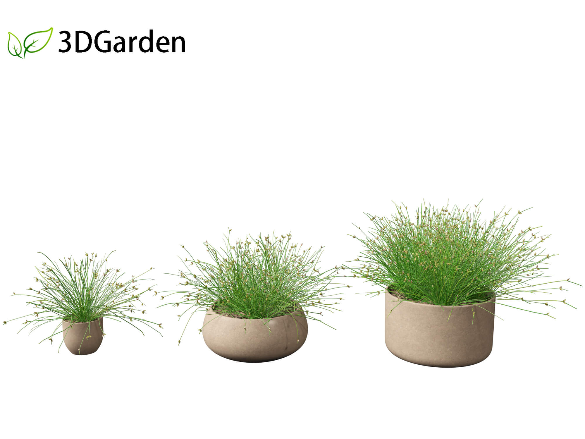 Isolepis Cernua - Slender Club-Rush 3D Model by 3dgardenplants