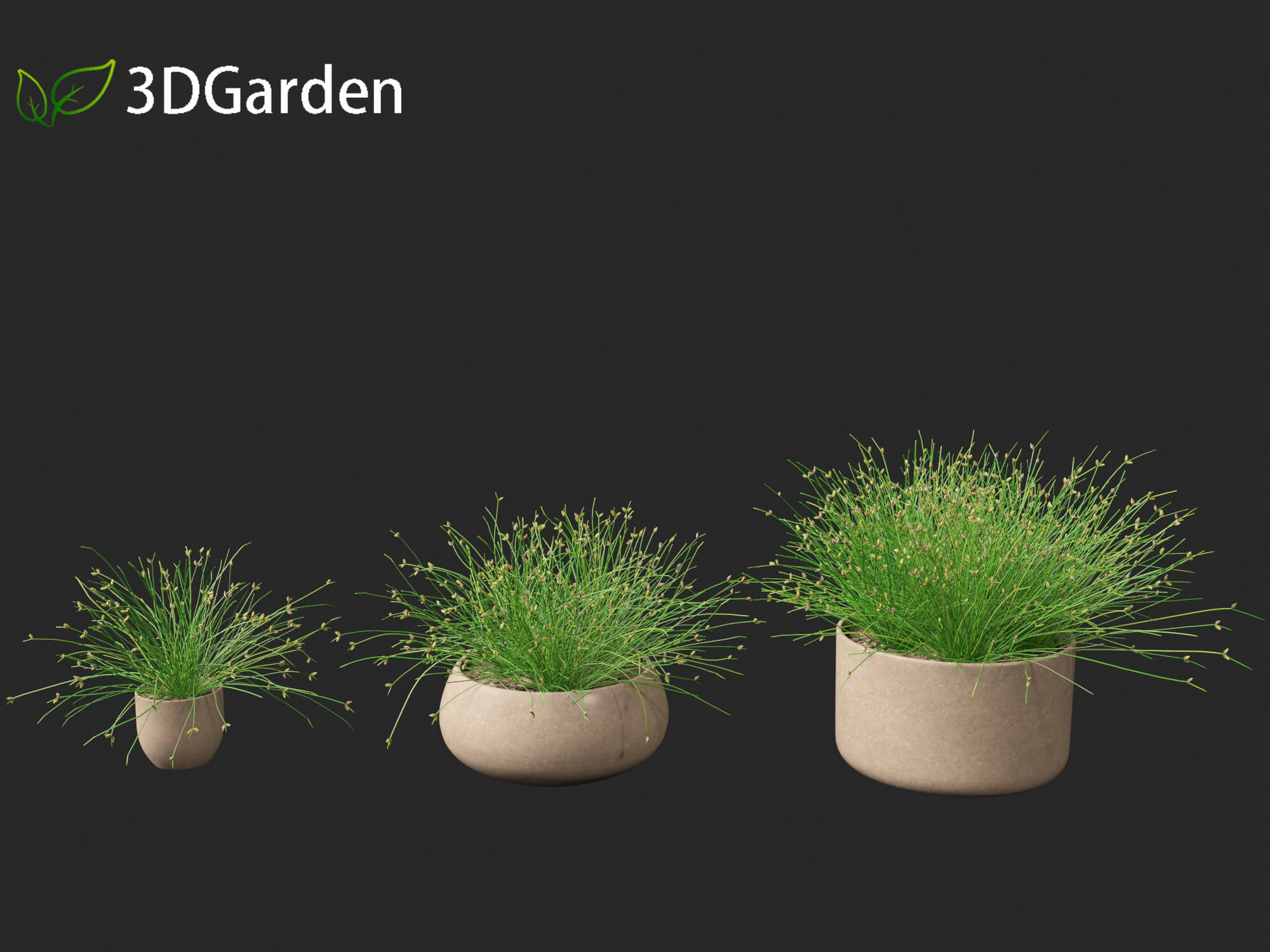 Isolepis Cernua - Slender Club-Rush 3D Model by 3dgardenplants