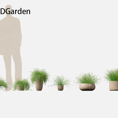Isolepis Cernua - Slender Club-Rush 3D Model by 3dgardenplants