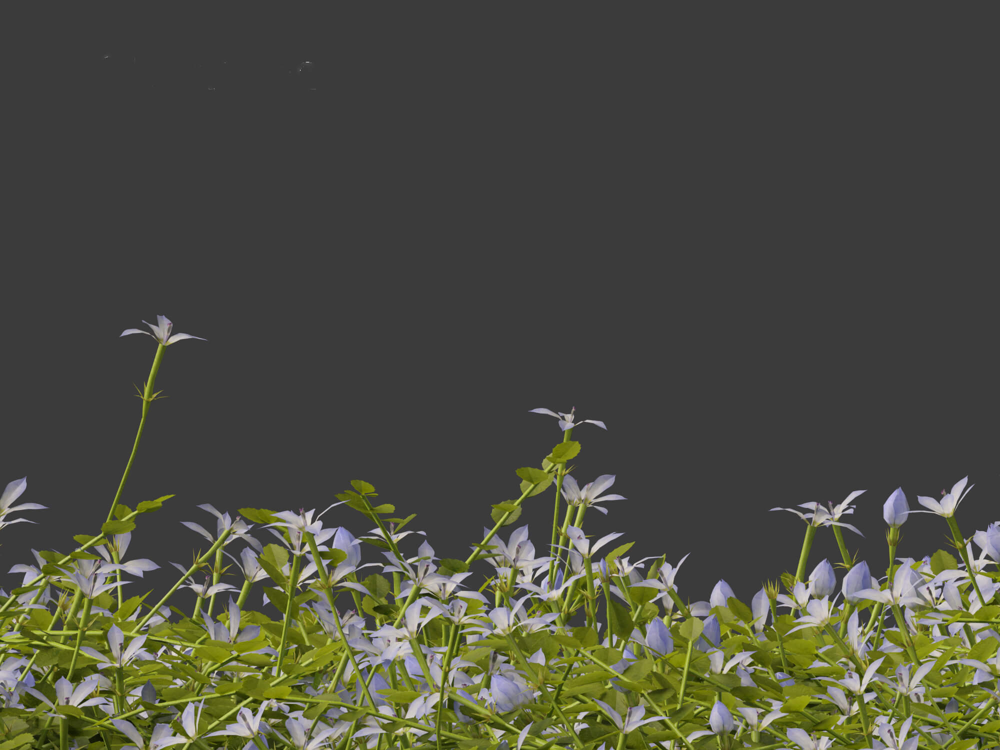 Isotoma Fluviatilis - Blue Star Creeper 3D Model by 3dgardenplants