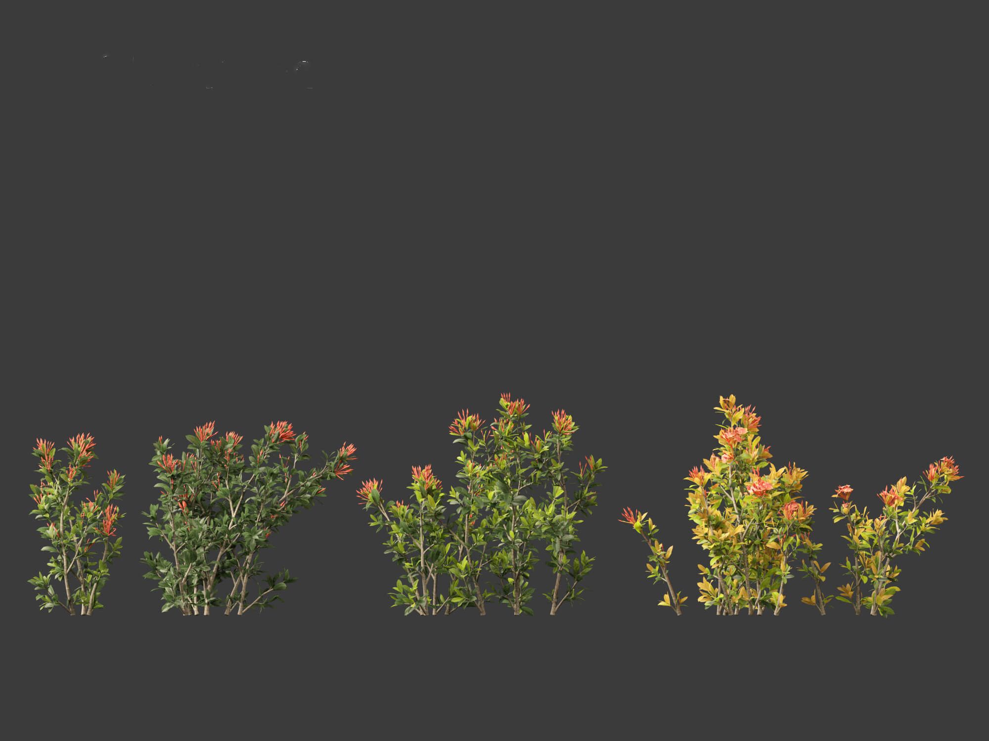 Ixora Coral Malay - Coral Fire 3D Model by 3dgardenplants
