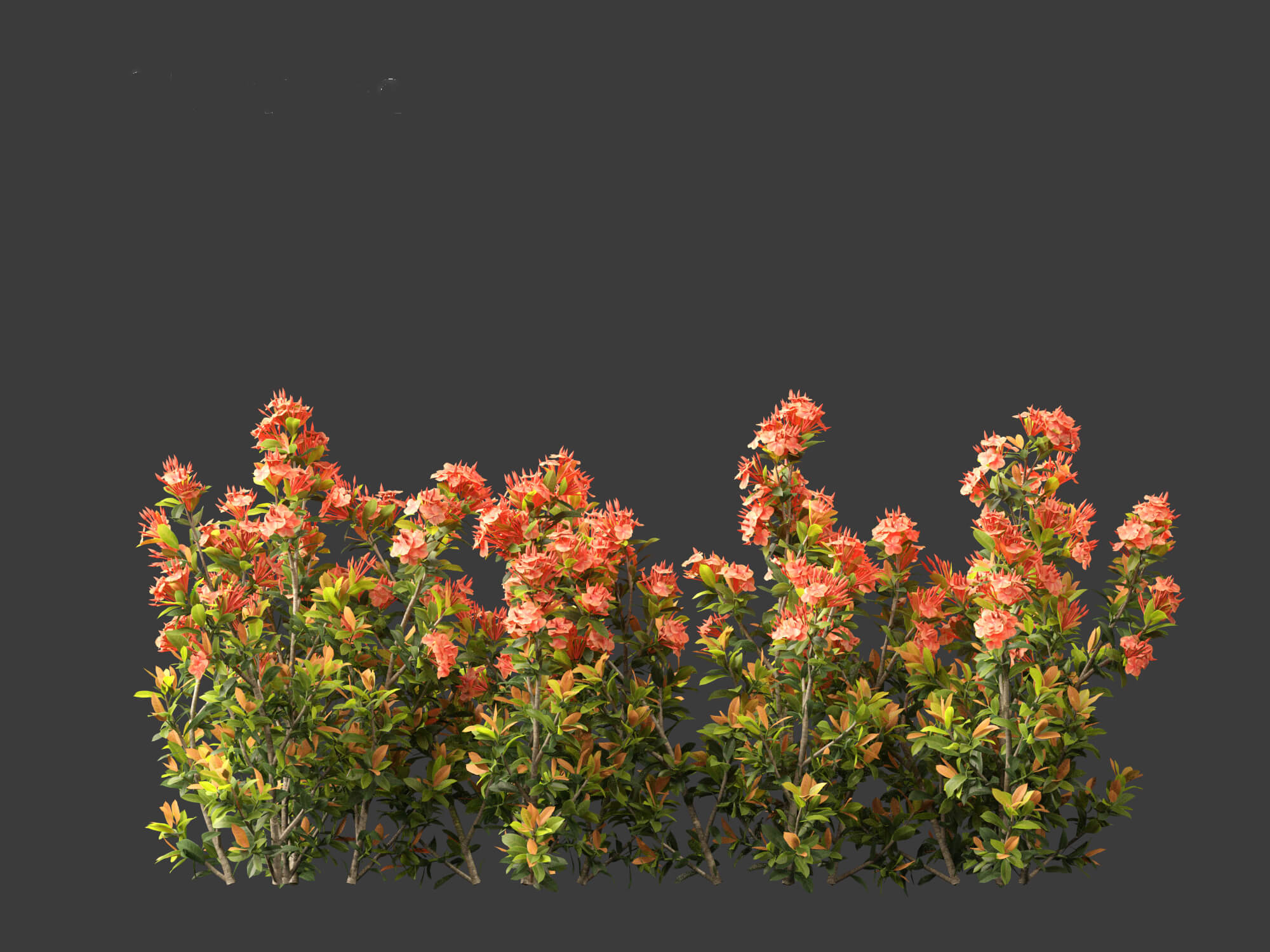 Ixora Coral Malay - Coral Fire 3D Model by 3dgardenplants