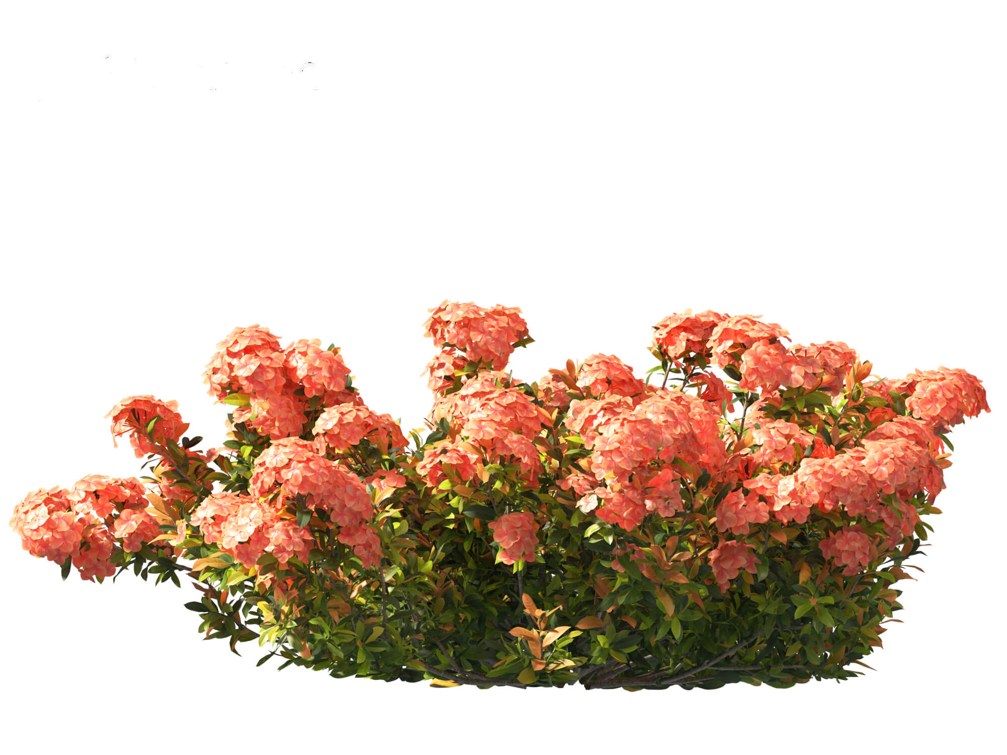 Ixora Coral Malay - Coral Fire 3D Model by 3dgardenplants