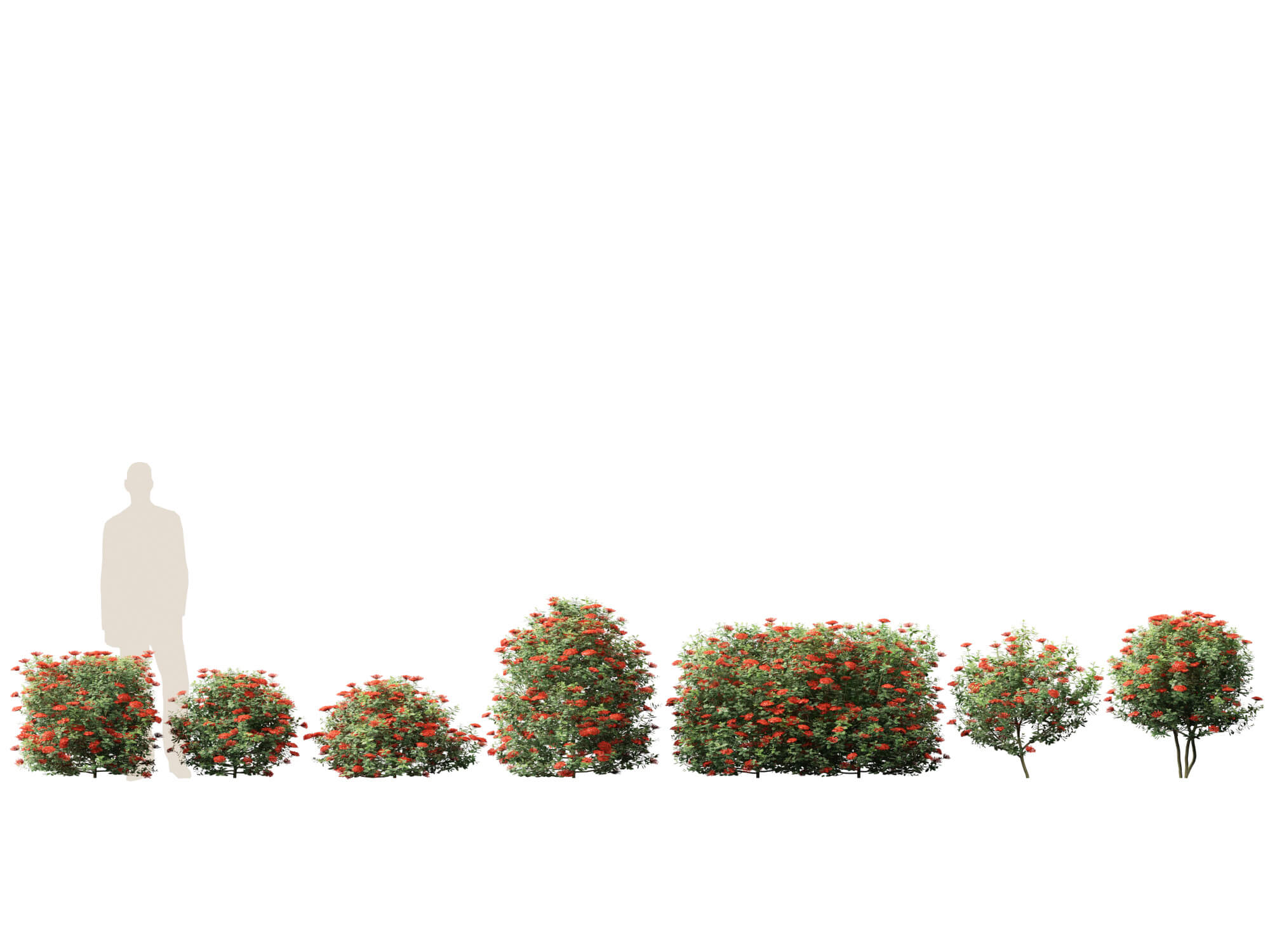 Ixora Taiwanensis - Dwarf Ixora Plant 3D Model by 3dgardenplants