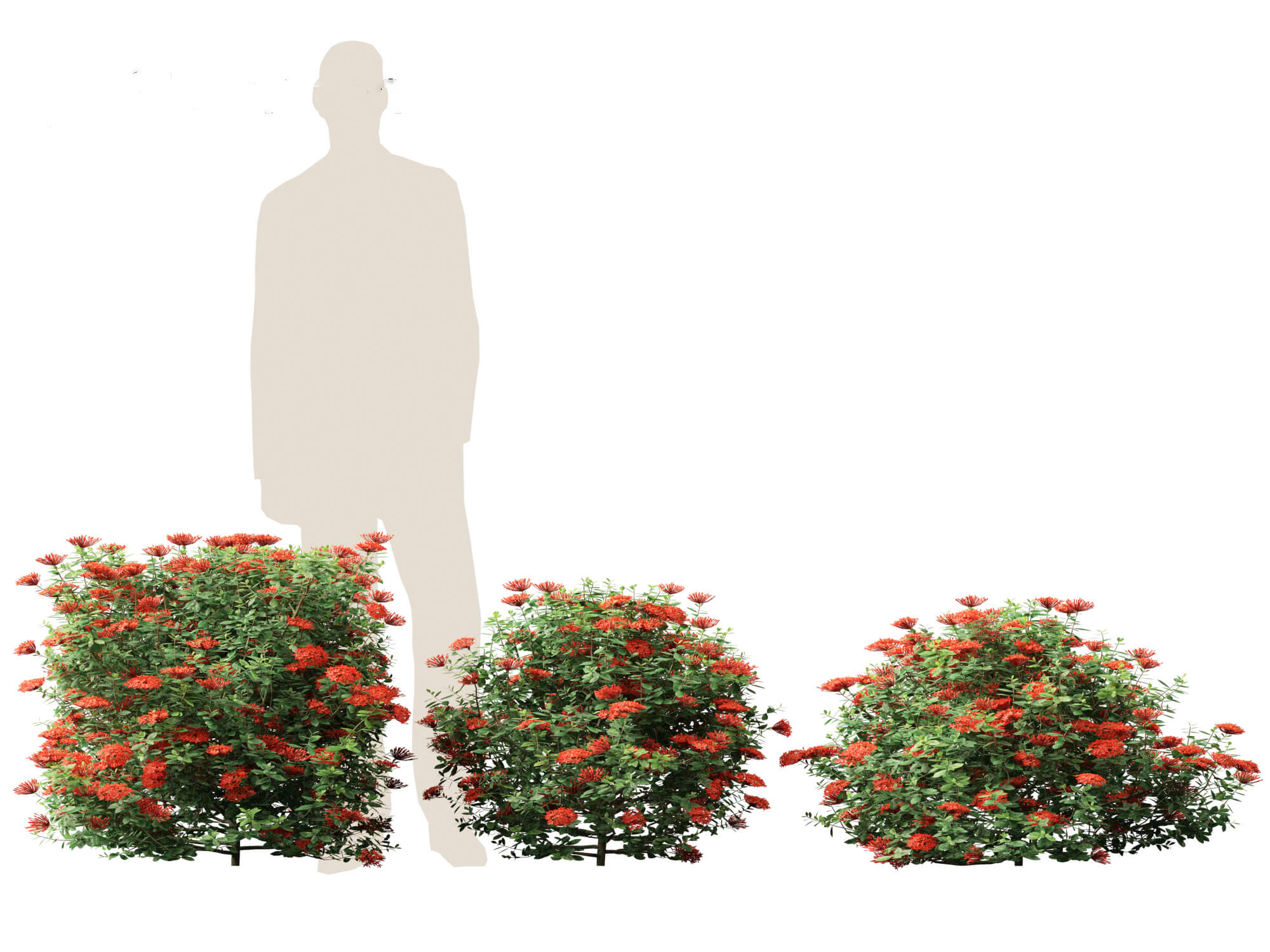 Ixora Taiwanensis - Dwarf Ixora Plant 3D Model by 3dgardenplants