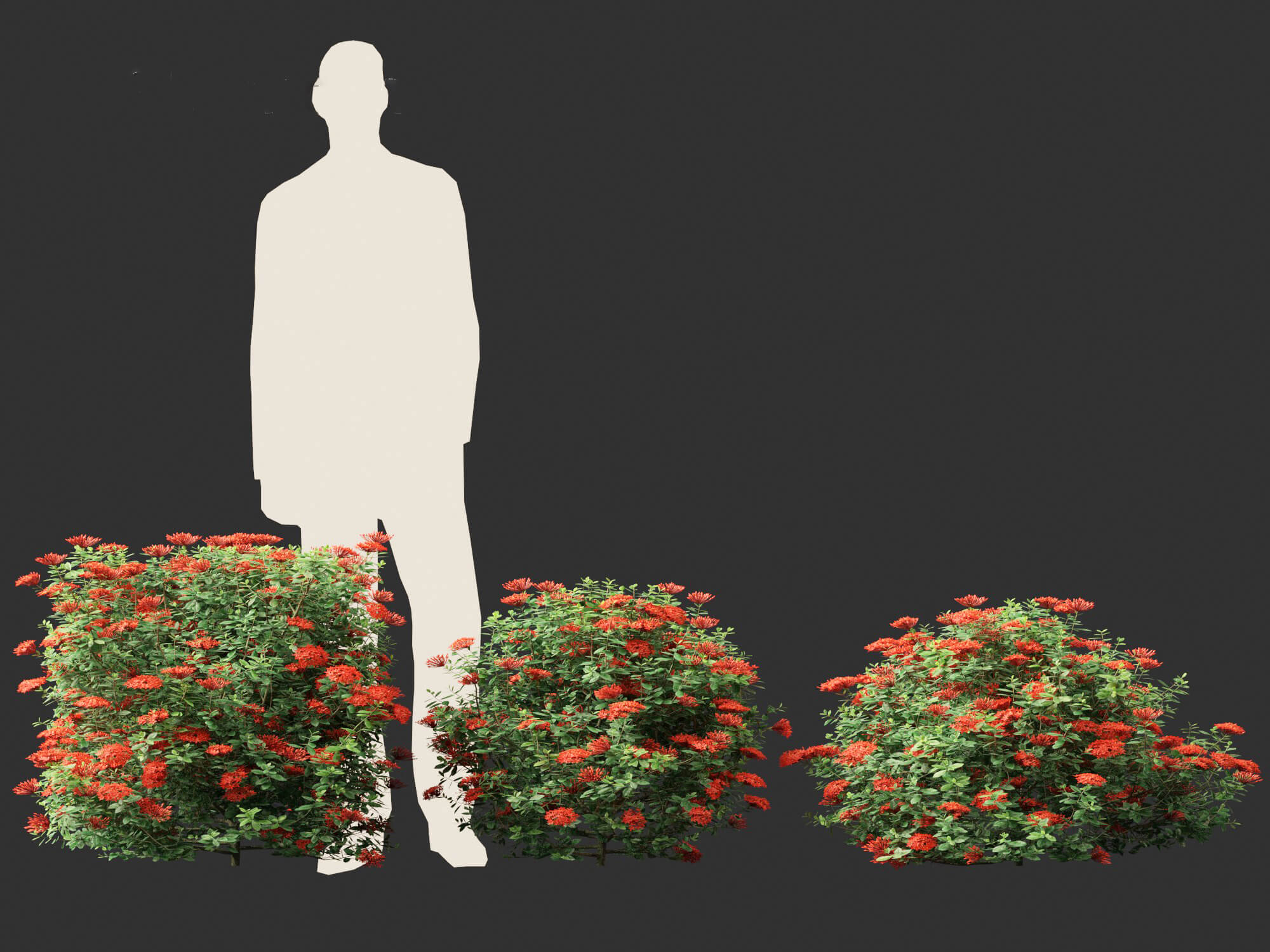 Ixora Taiwanensis - Dwarf Ixora Plant 3D Model by 3dgardenplants