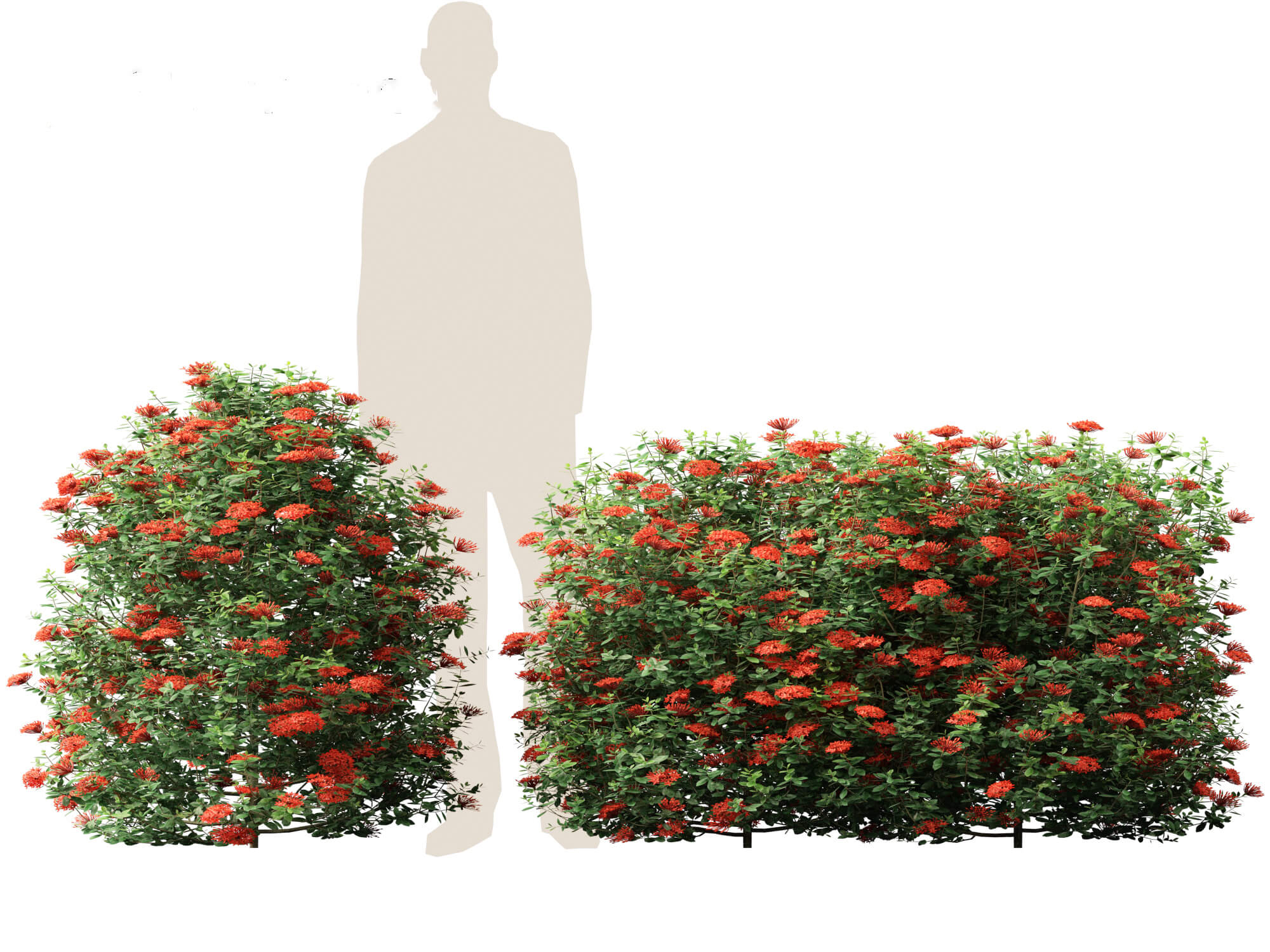 Ixora Taiwanensis - Dwarf Ixora Plant 3D Model by 3dgardenplants