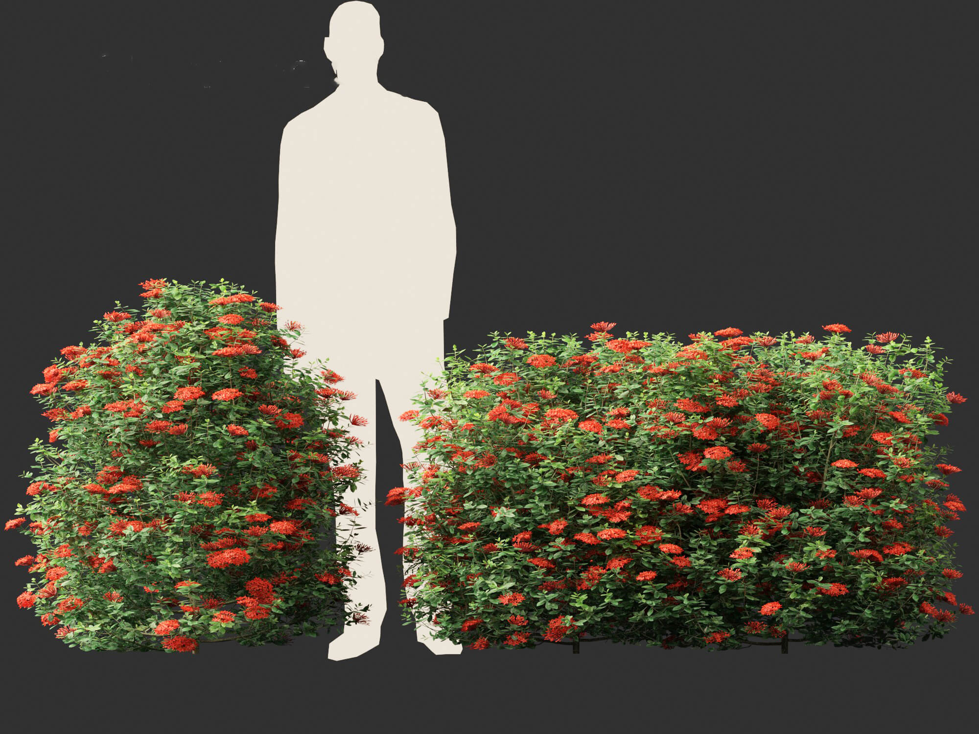 Ixora Taiwanensis - Dwarf Ixora Plant 3D Model by 3dgardenplants