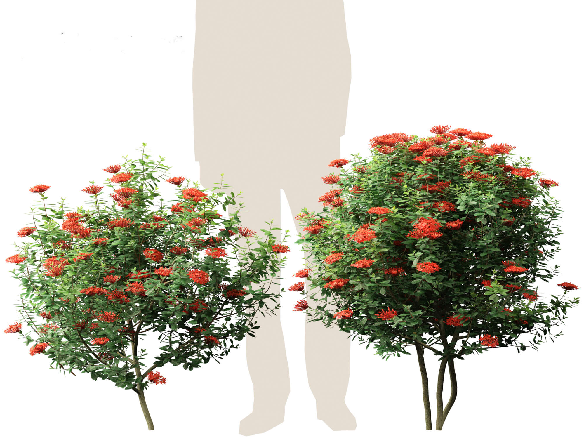 Ixora Taiwanensis - Dwarf Ixora Plant 3D Model by 3dgardenplants