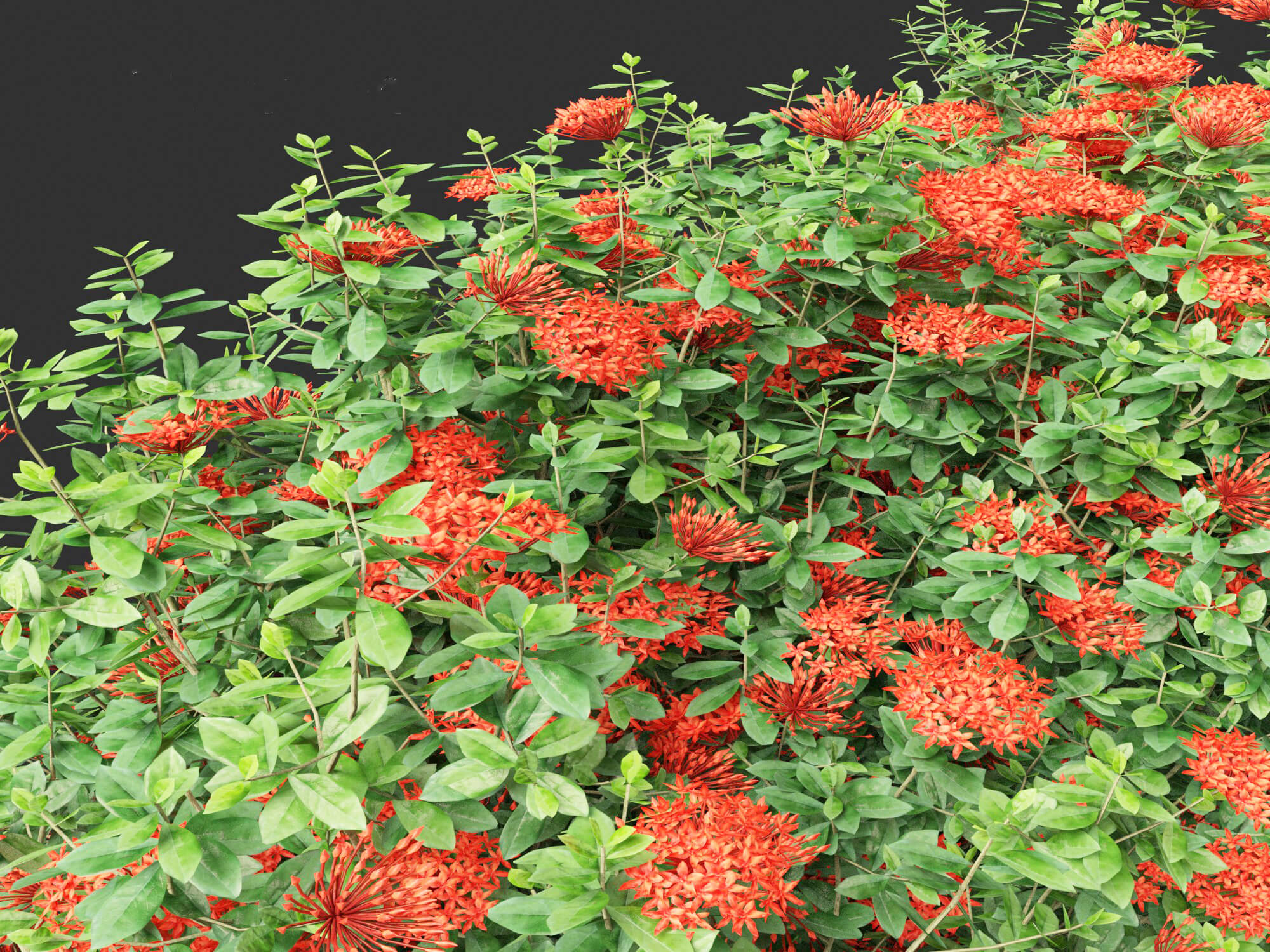Ixora Taiwanensis - Dwarf Ixora Plant 3D Model by 3dgardenplants