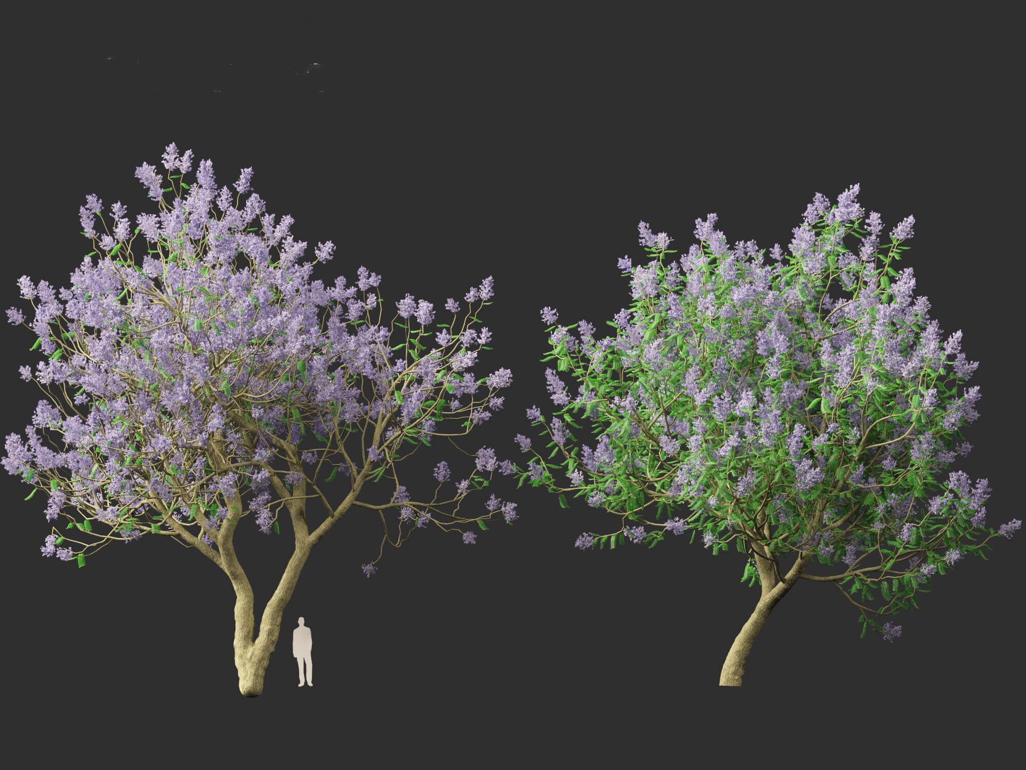Jacaranda Mimosifolia - Jacaranda 3D Model by 3dgardenplants