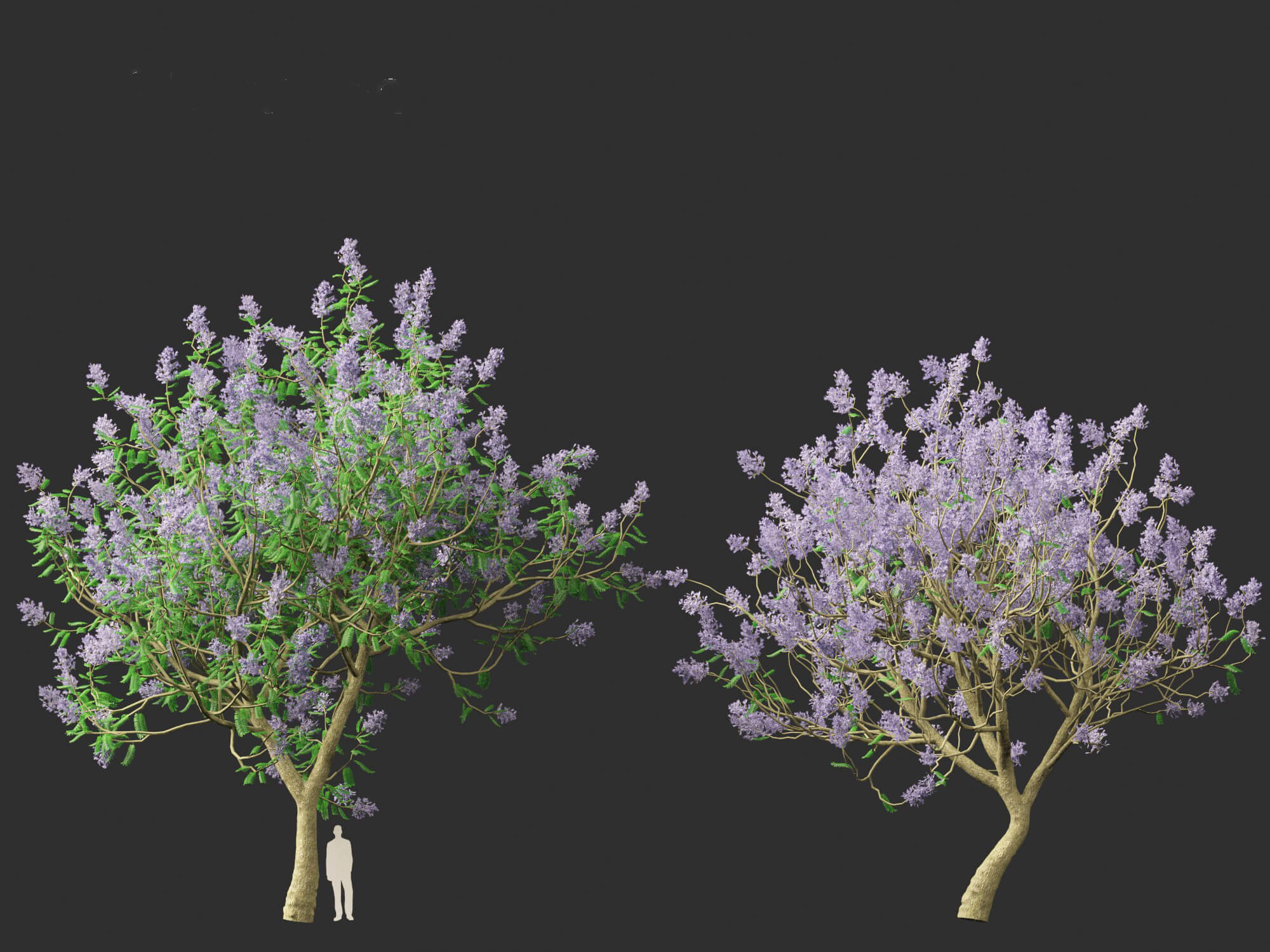 Jacaranda Mimosifolia - Jacaranda 3D Model by 3dgardenplants