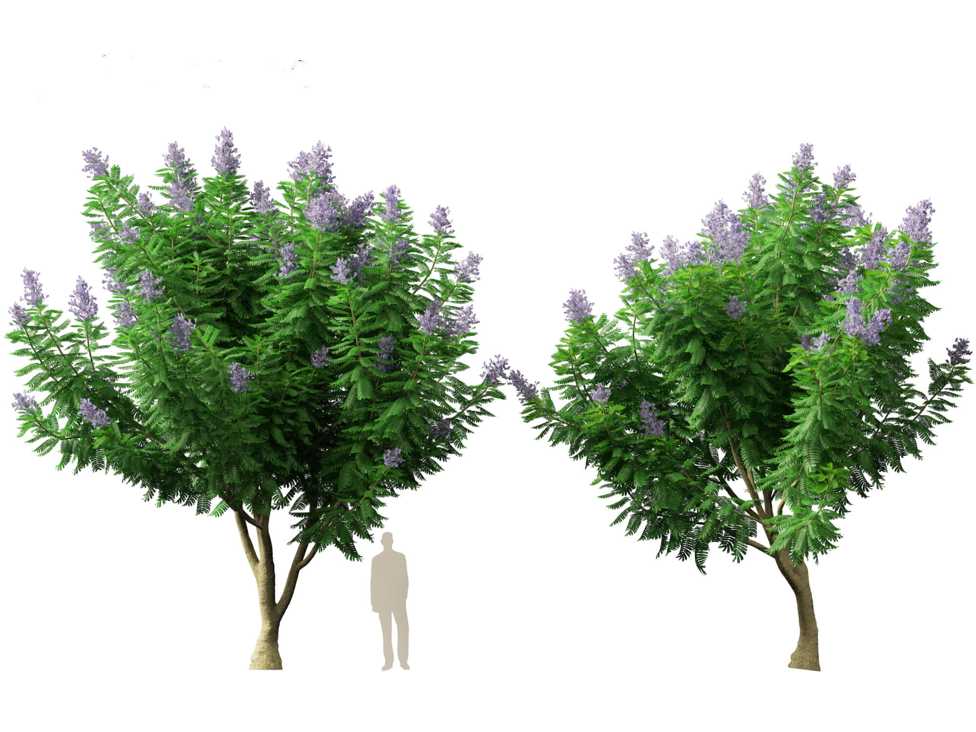 Jacaranda Mimosifolia - Jacaranda 3D Model by 3dgardenplants