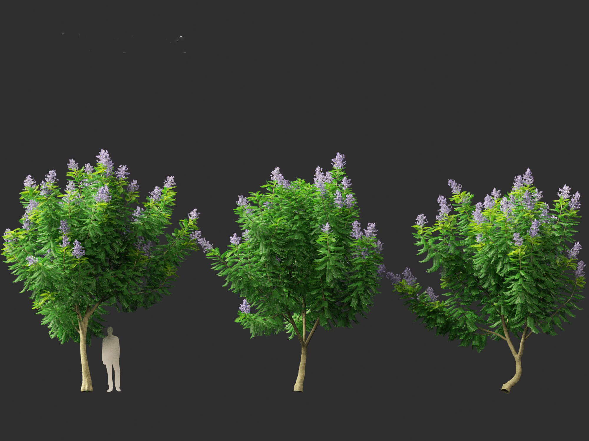 Jacaranda Mimosifolia - Jacaranda 3D Model by 3dgardenplants