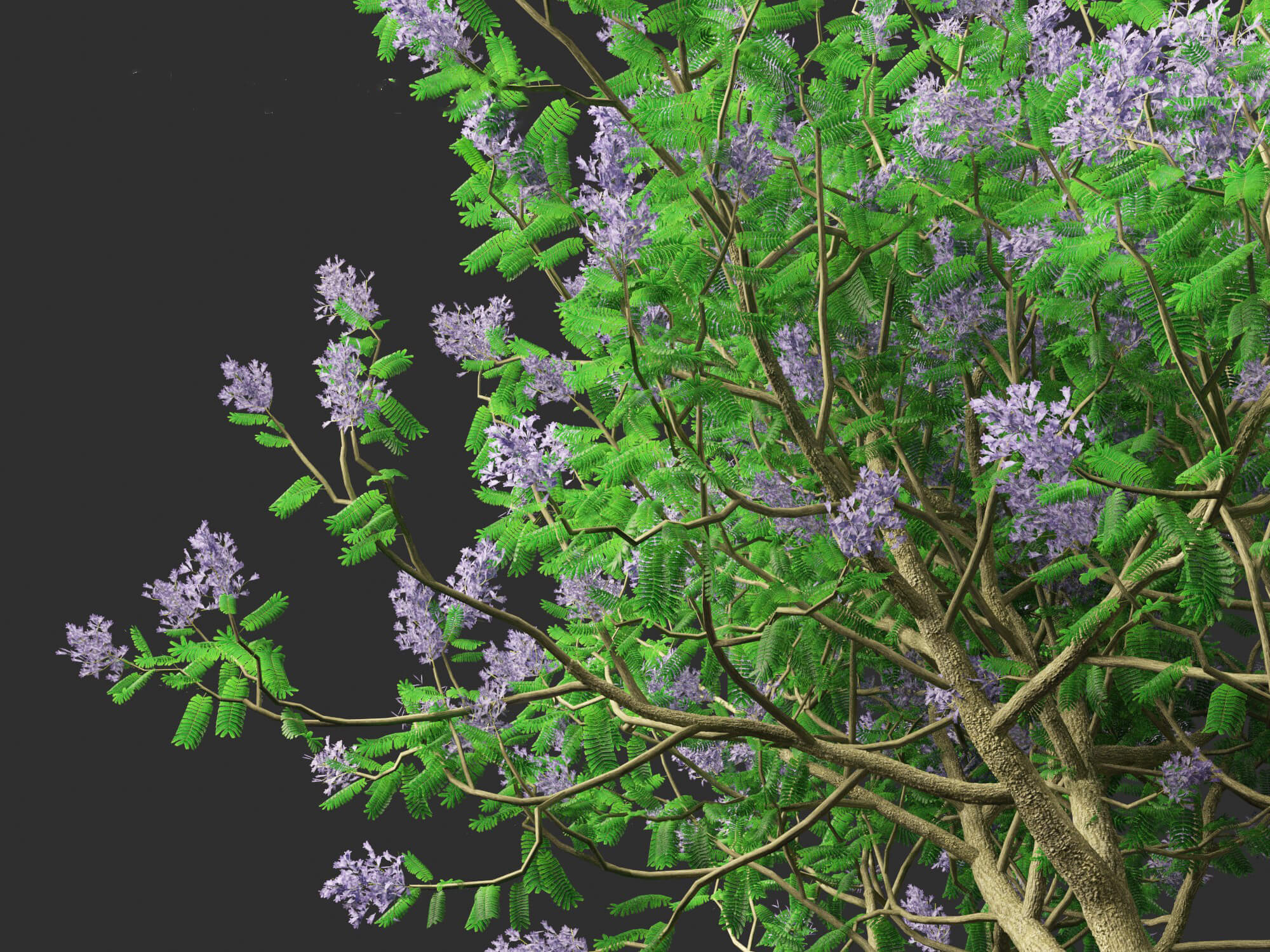 Jacaranda Mimosifolia - Jacaranda 3D Model by 3dgardenplants