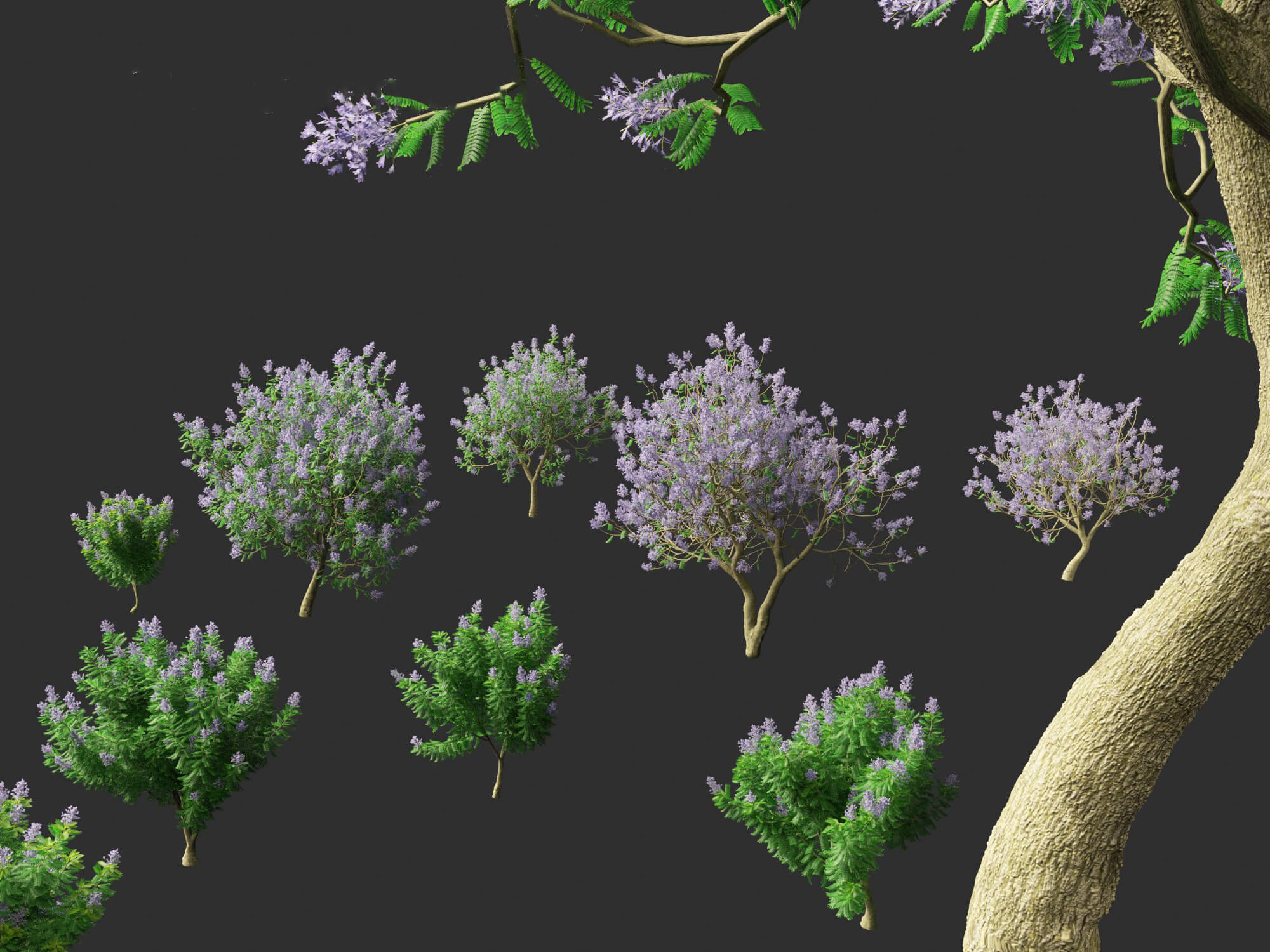 Jacaranda Mimosifolia - Jacaranda 3D Model by 3dgardenplants