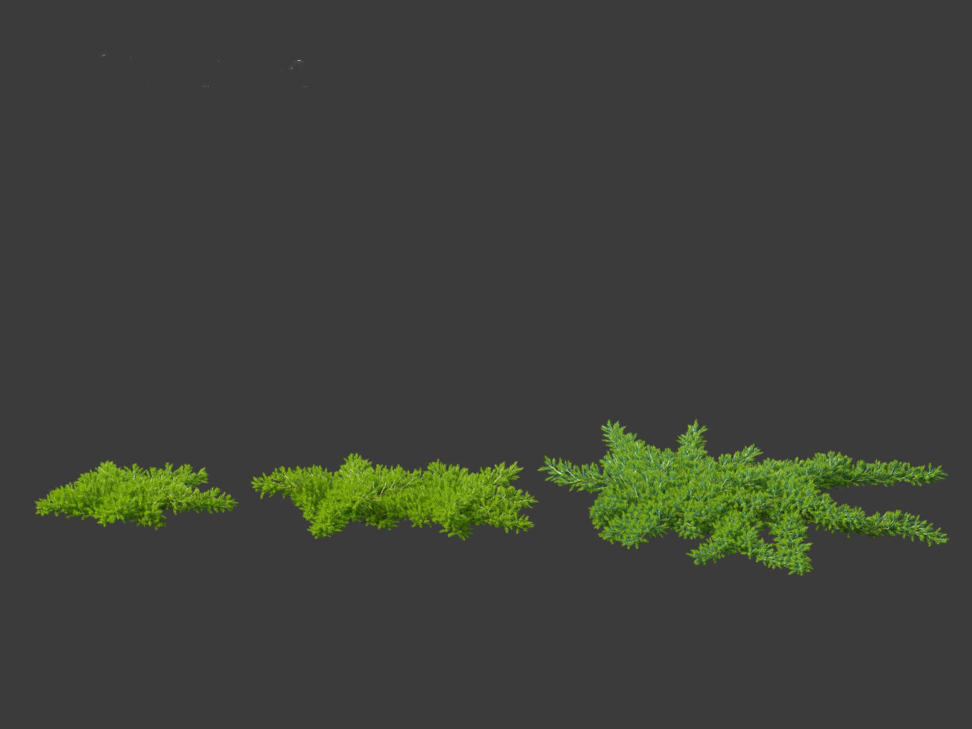 Juniperus Procumbens - Japanese Garden Juniper 3D Model by 3dgardenplants