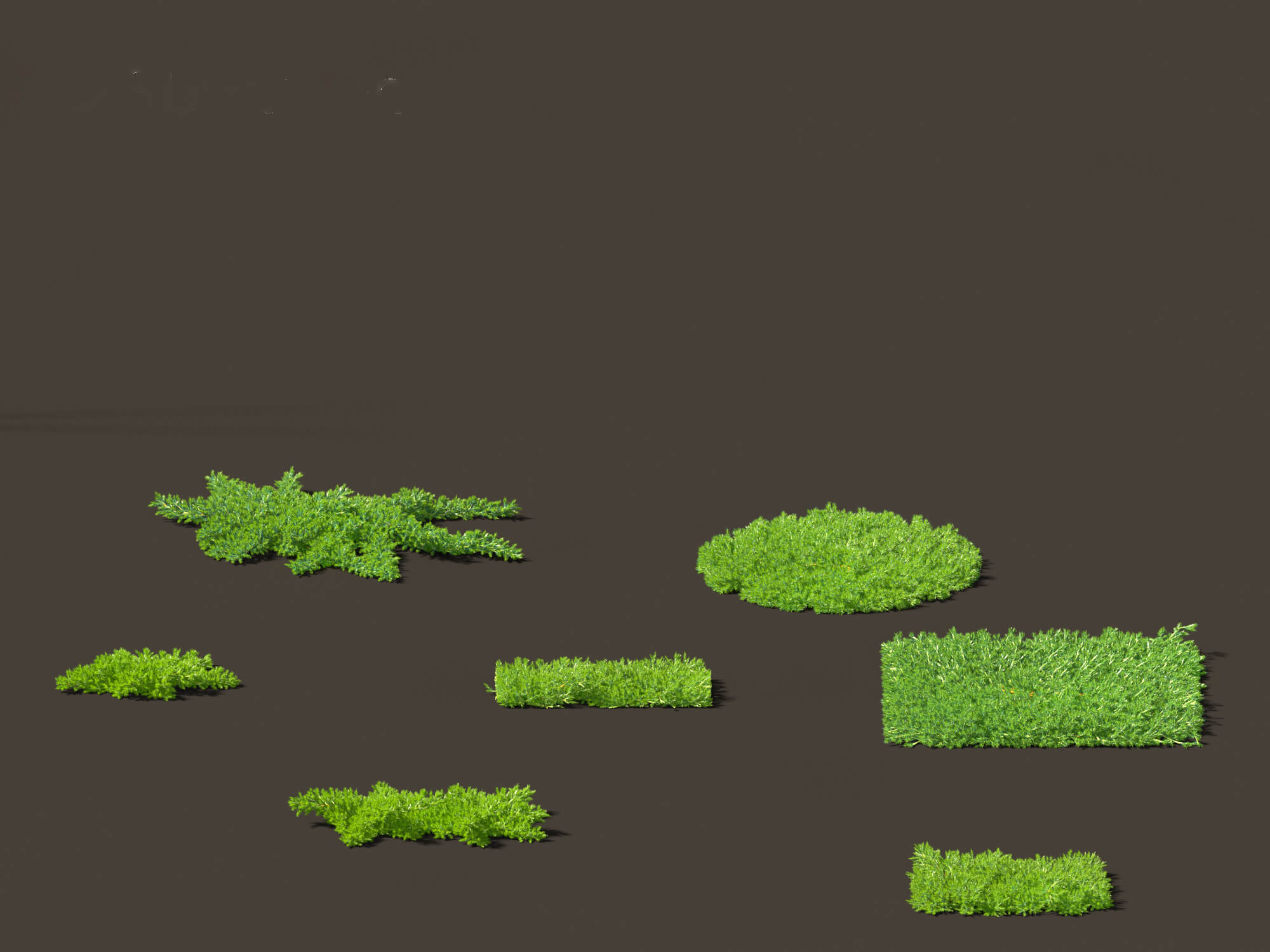 Juniperus Procumbens - Japanese Garden Juniper 3D Model by 3dgardenplants