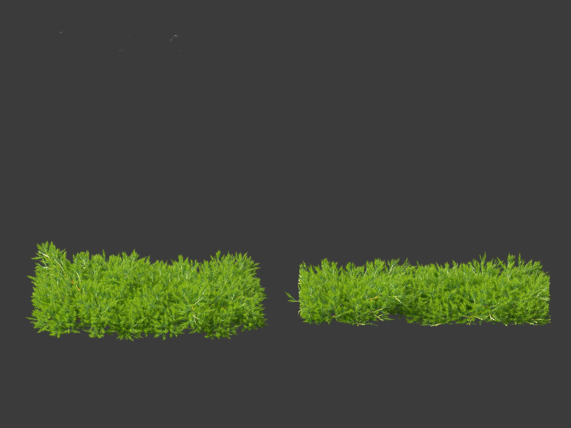 Juniperus Procumbens - Japanese Garden Juniper 3D Model by 3dgardenplants