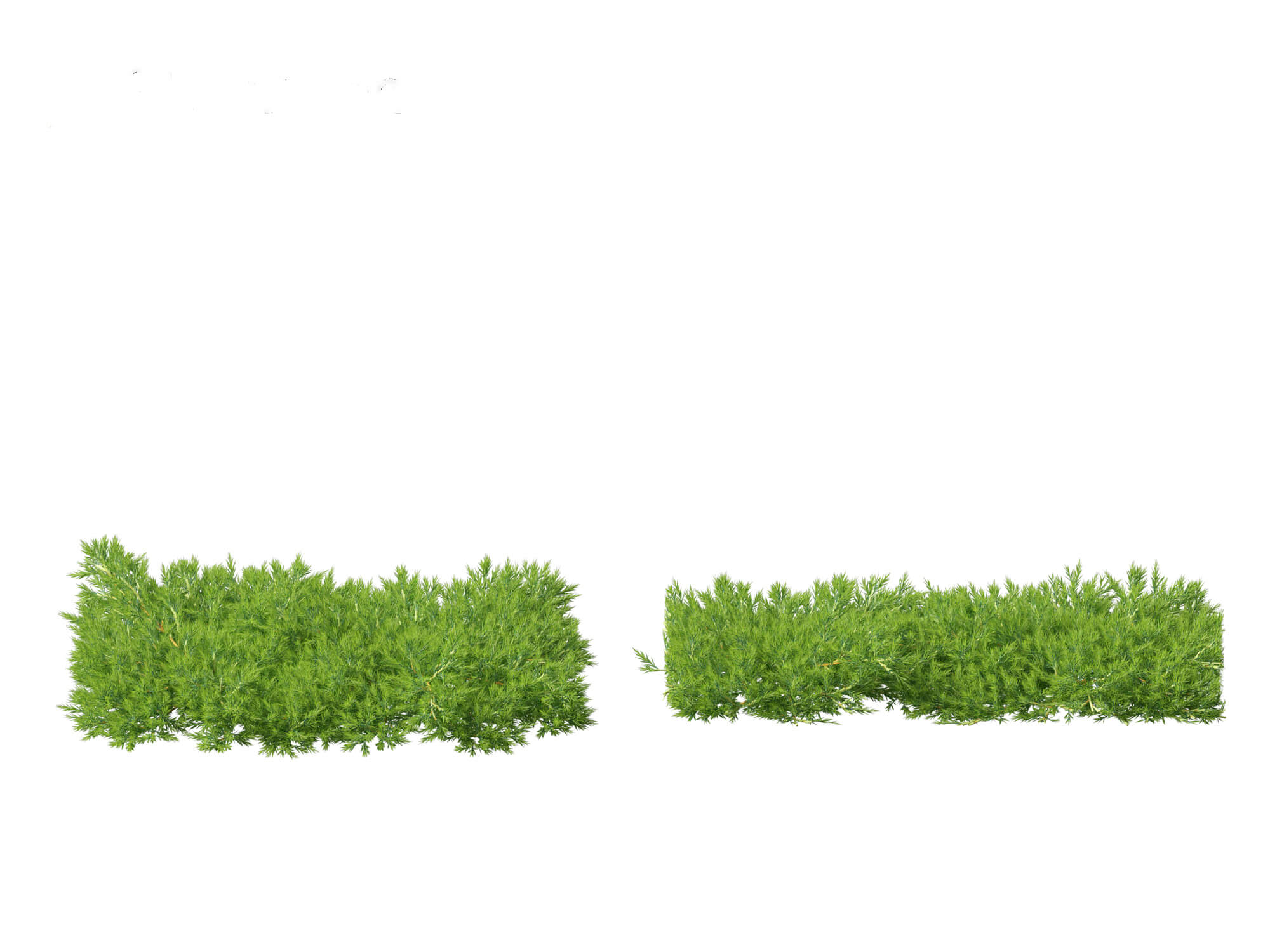 Juniperus Procumbens - Japanese Garden Juniper 3D Model by 3dgardenplants