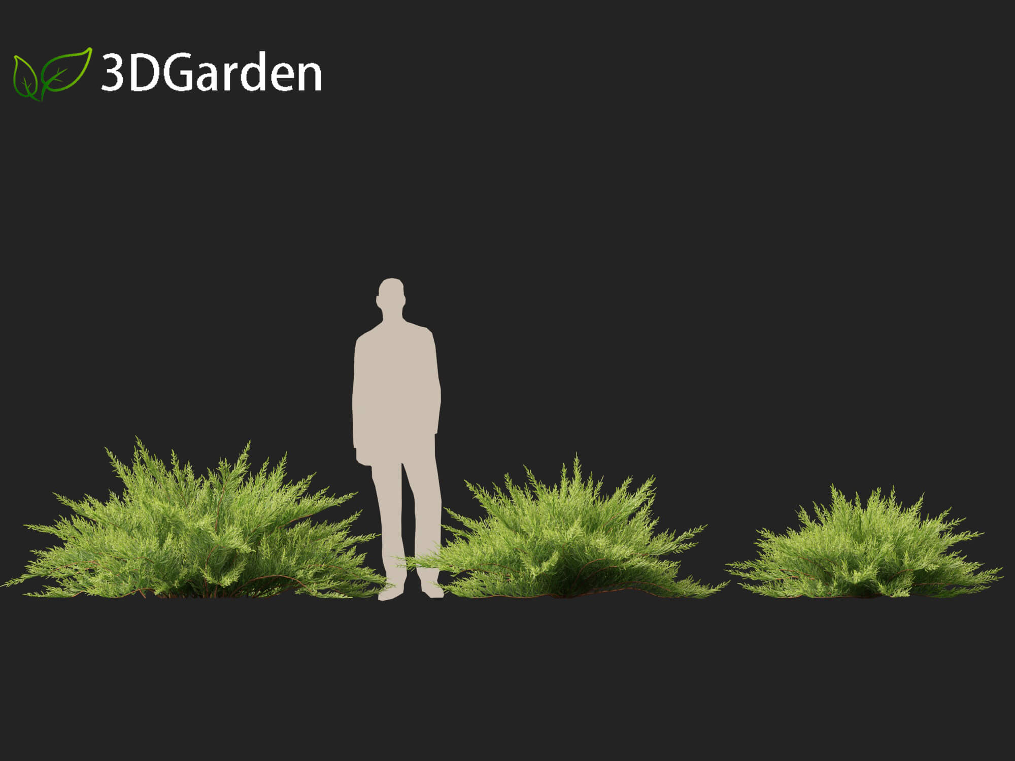 Juniperus Sabina – Savin Juniper - 3D Model by 3dgardenplants