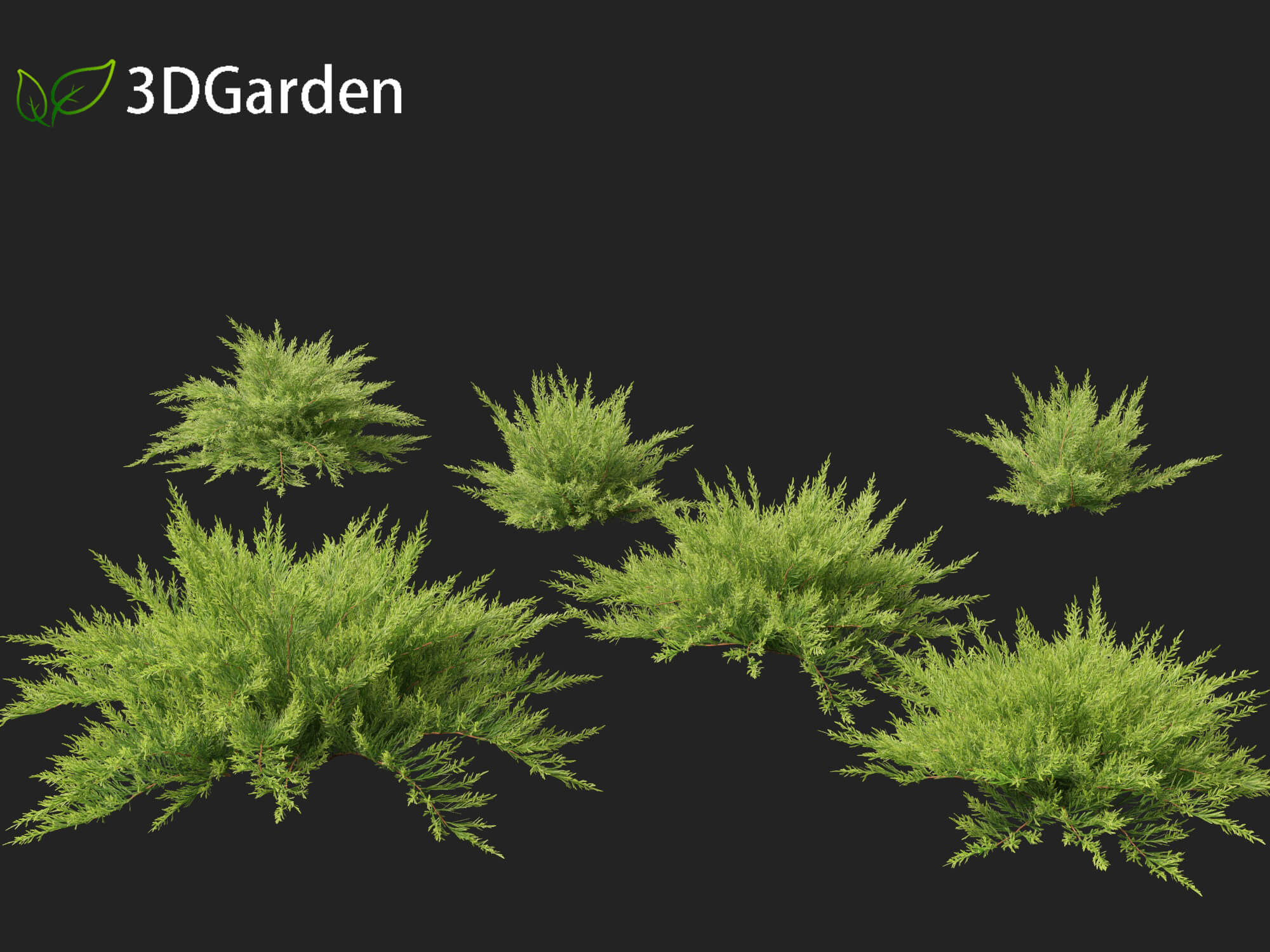 Juniperus Sabina – Savin Juniper - 3D Model by 3dgardenplants