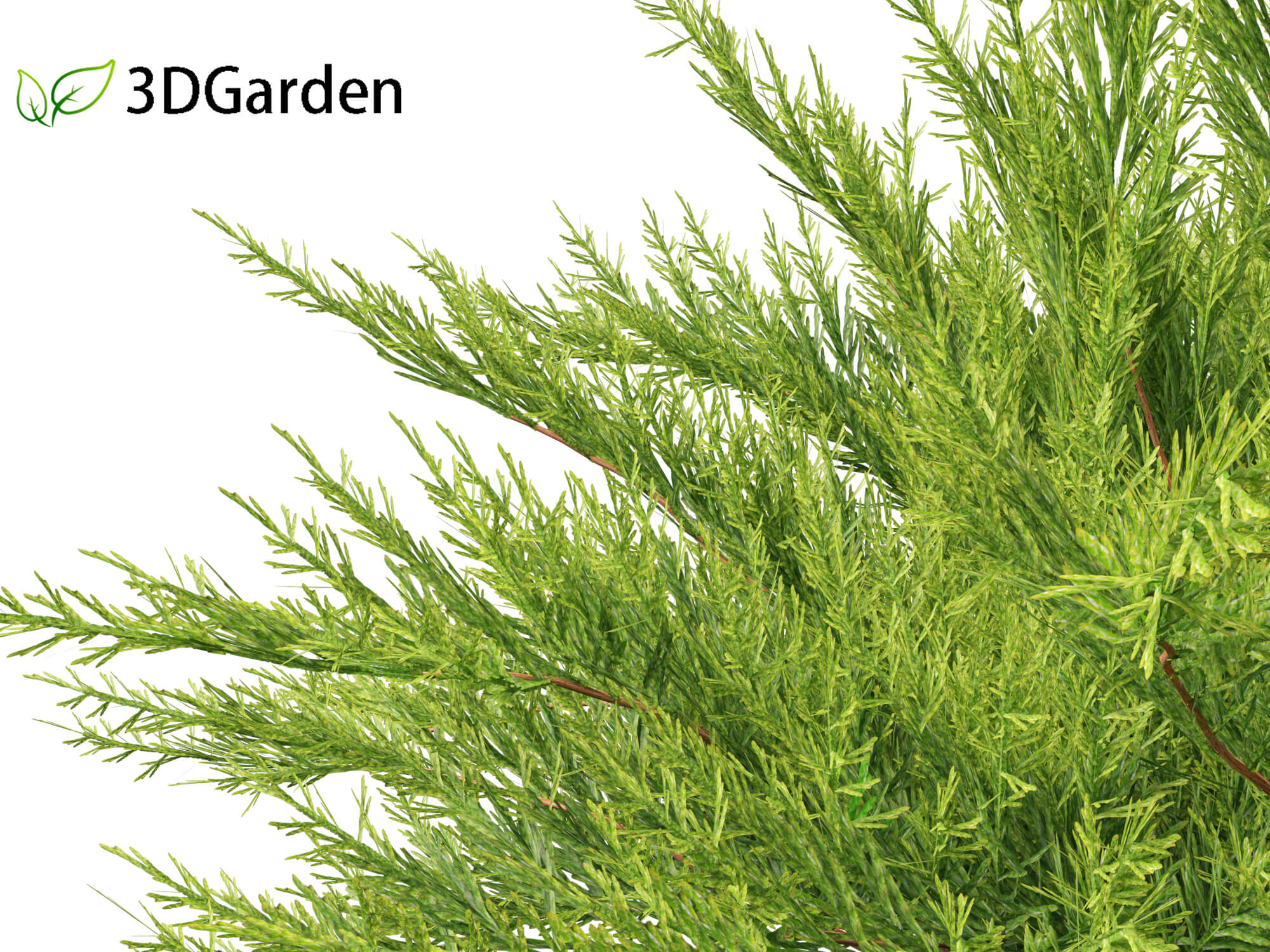Juniperus Sabina – Savin Juniper - 3D Model by 3dgardenplants