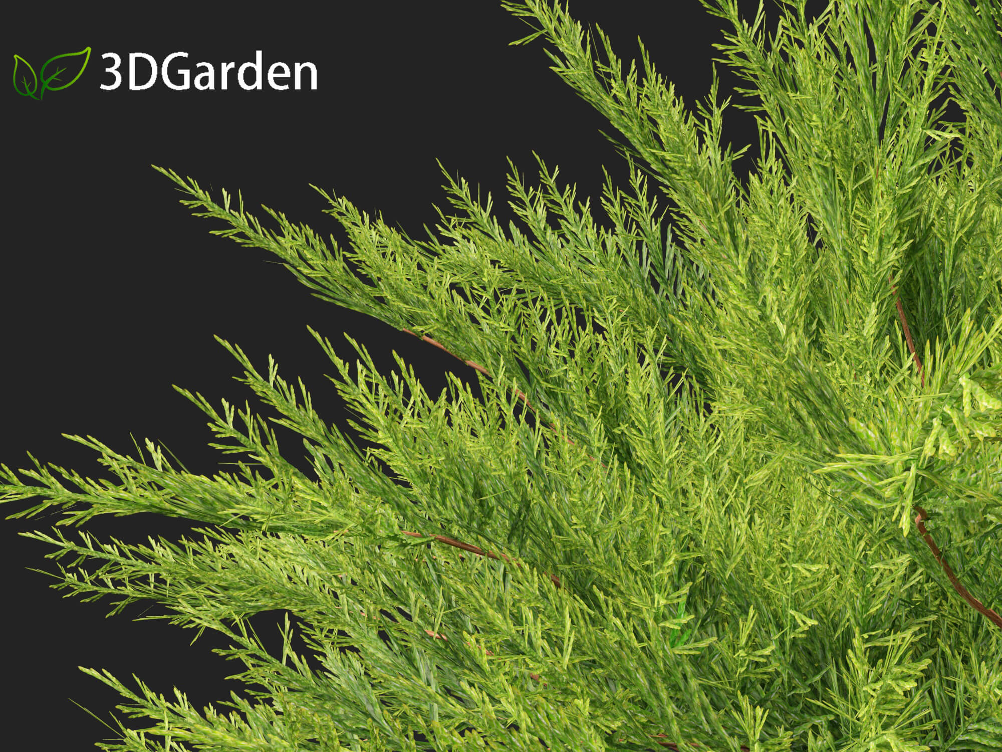 Juniperus Sabina – Savin Juniper - 3D Model by 3dgardenplants