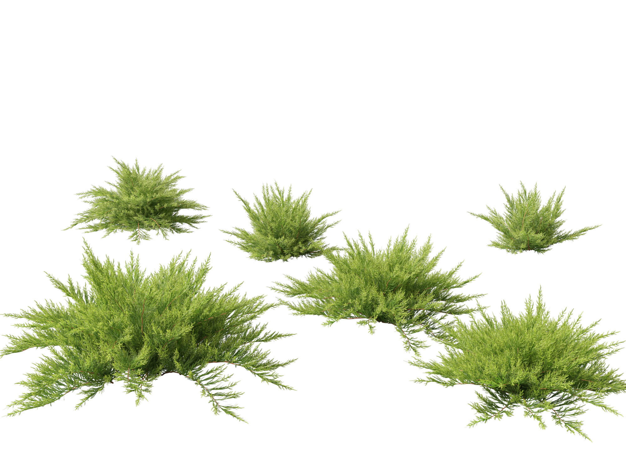 Juniperus Sabina - Savin Juniper 3D Model by 3dgardenplants
