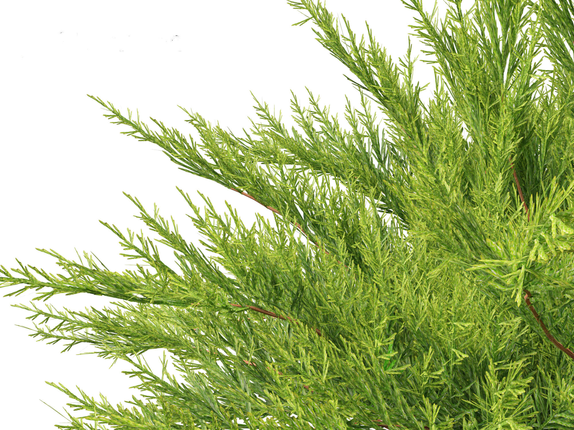 Juniperus Sabina - Savin Juniper 3D Model by 3dgardenplants