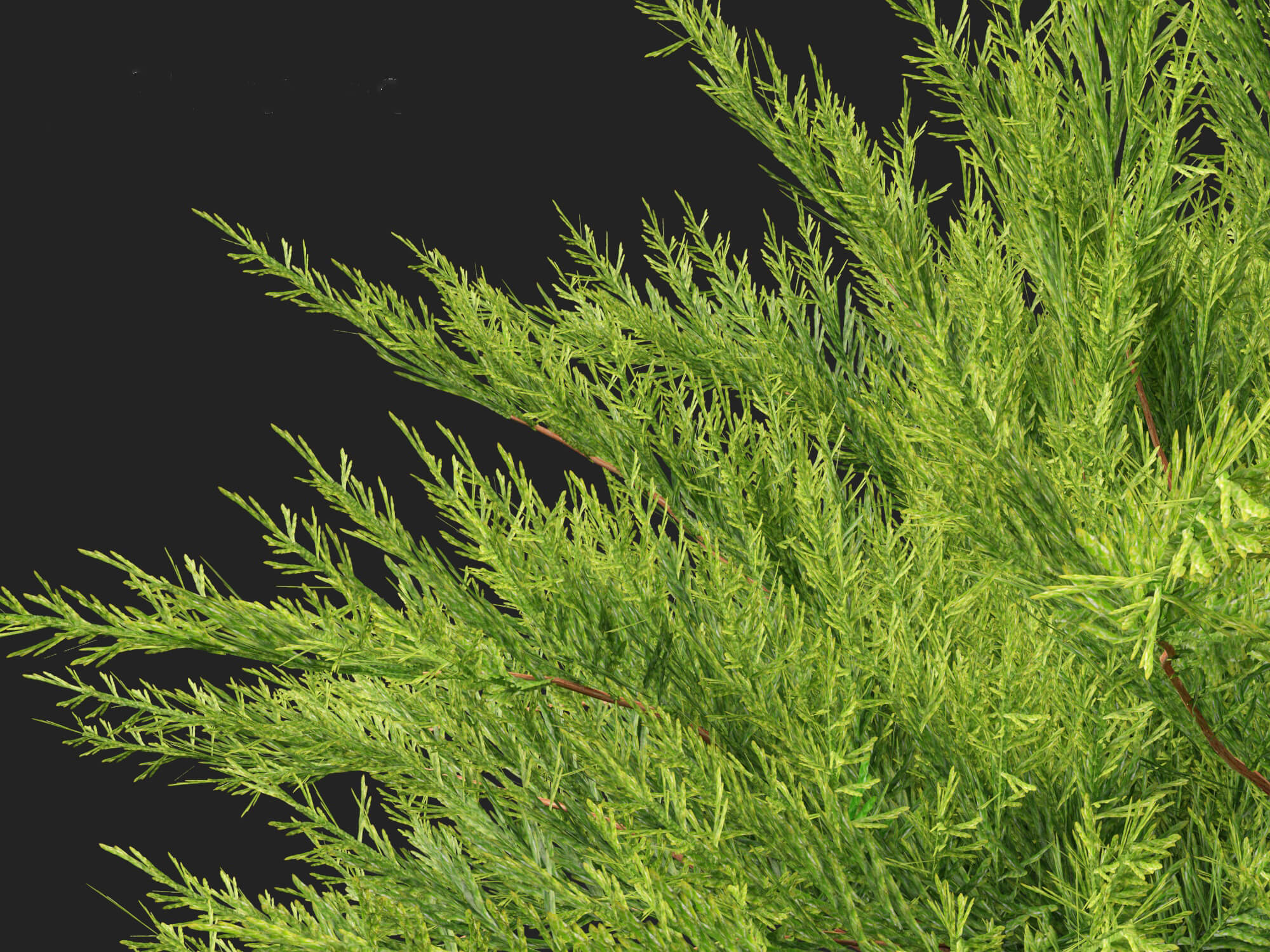 Juniperus Sabina - Savin Juniper 3D Model by 3dgardenplants