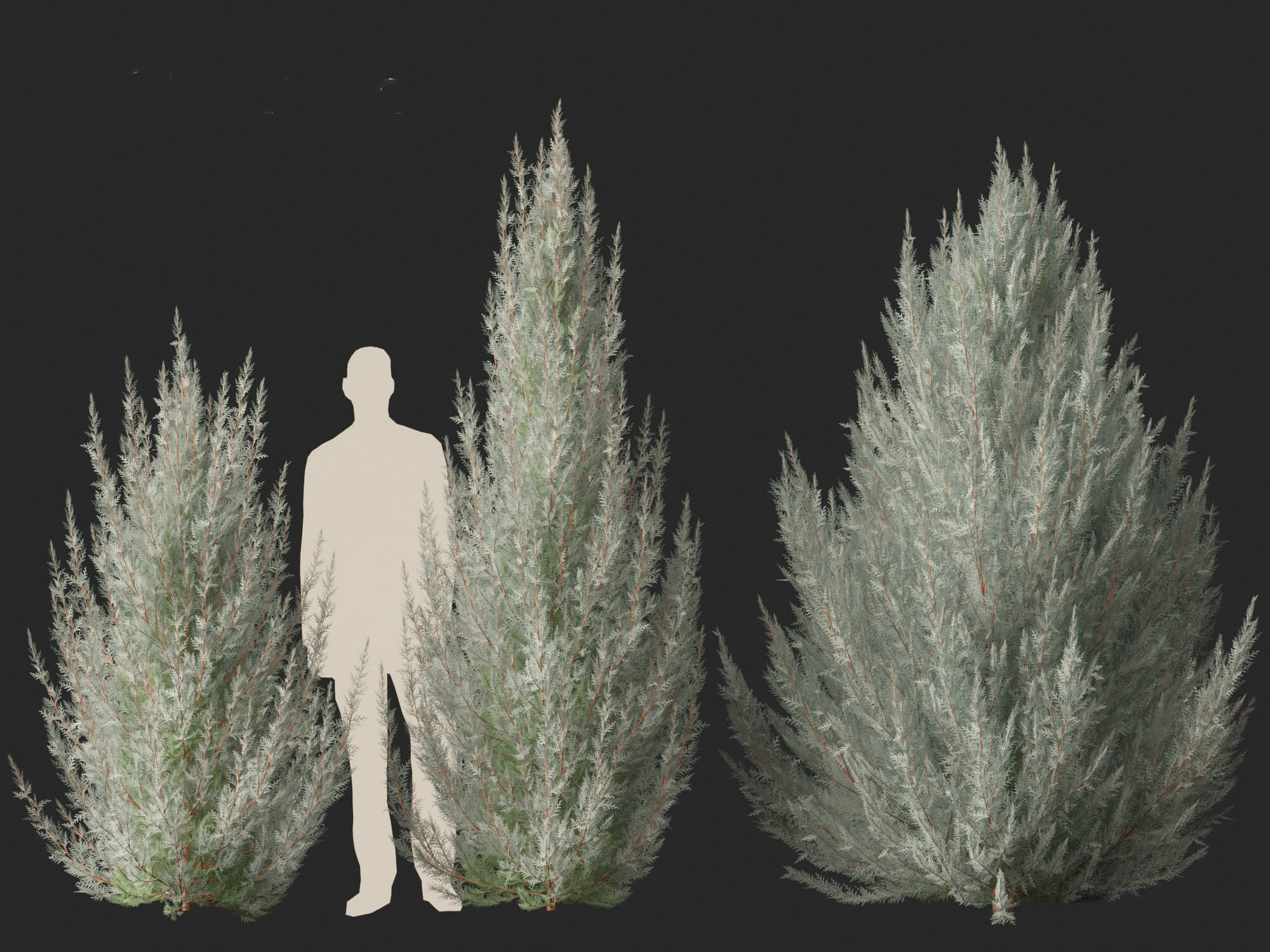 Juniperus Scopulorum Wichita Blue - Rocky Mountain Juniper 3D Model by 3dgardenplants