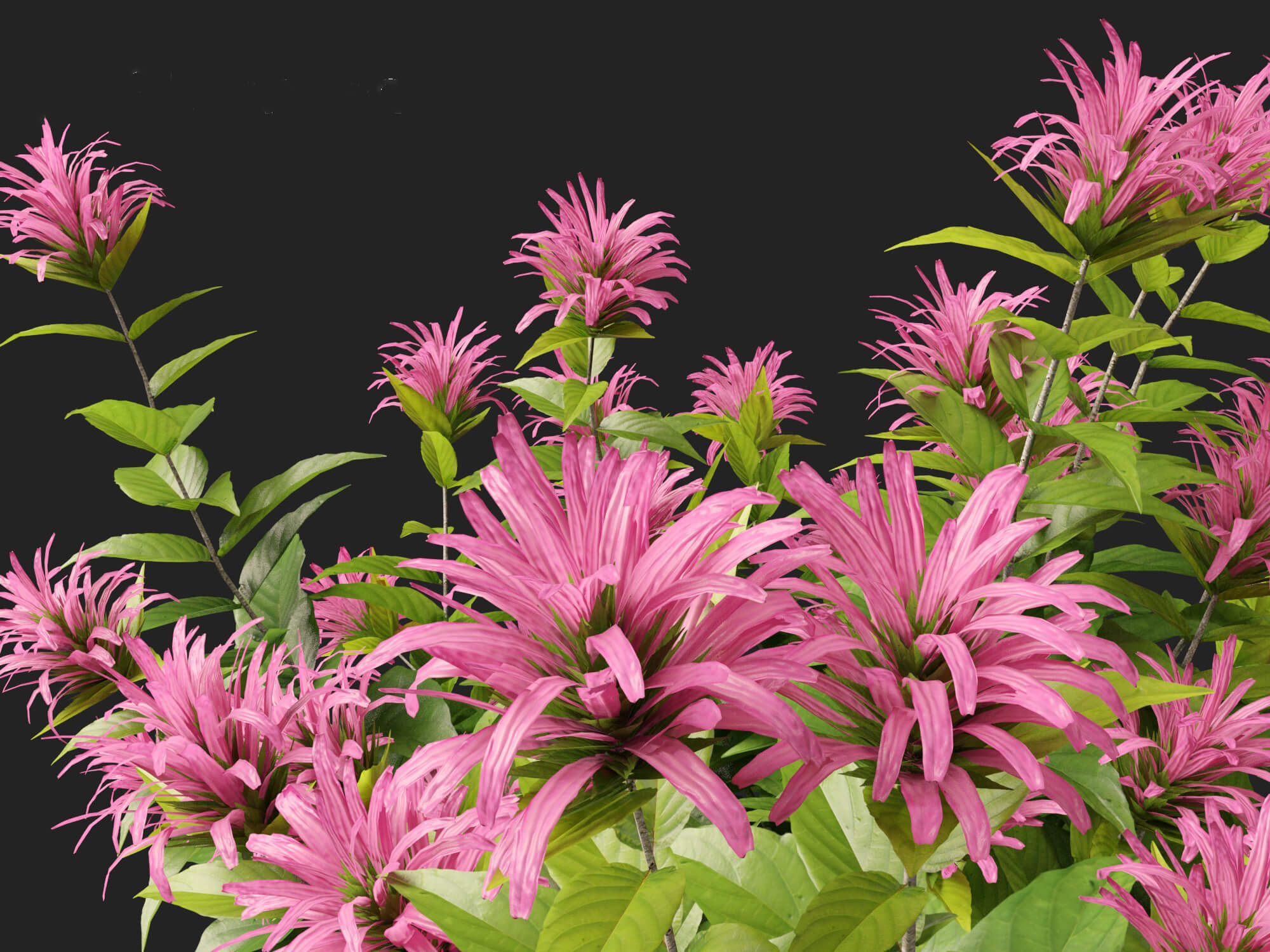 Justicia Carnea - Brazilian Plume 3D Model by 3dgardenplants
