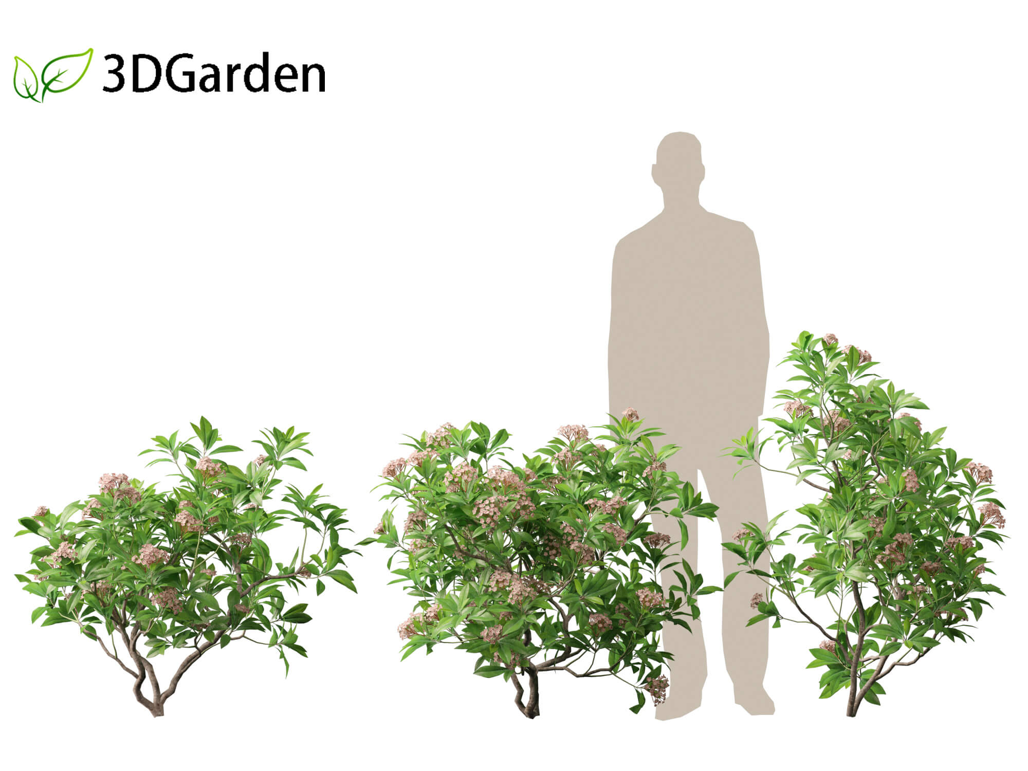 Kalmia Latifolia – Mountain Laurel - 3D Model by 3dgardenplants