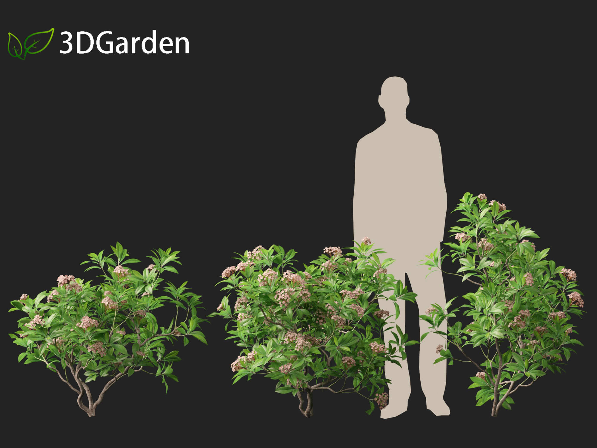 Kalmia Latifolia – Mountain Laurel - 3D Model by 3dgardenplants