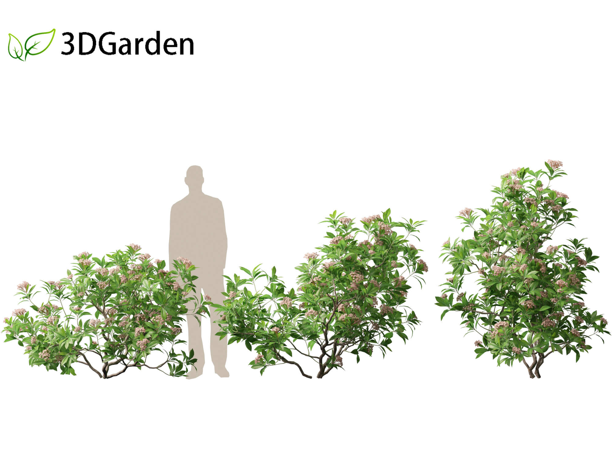 Kalmia Latifolia – Mountain Laurel - 3D Model by 3dgardenplants