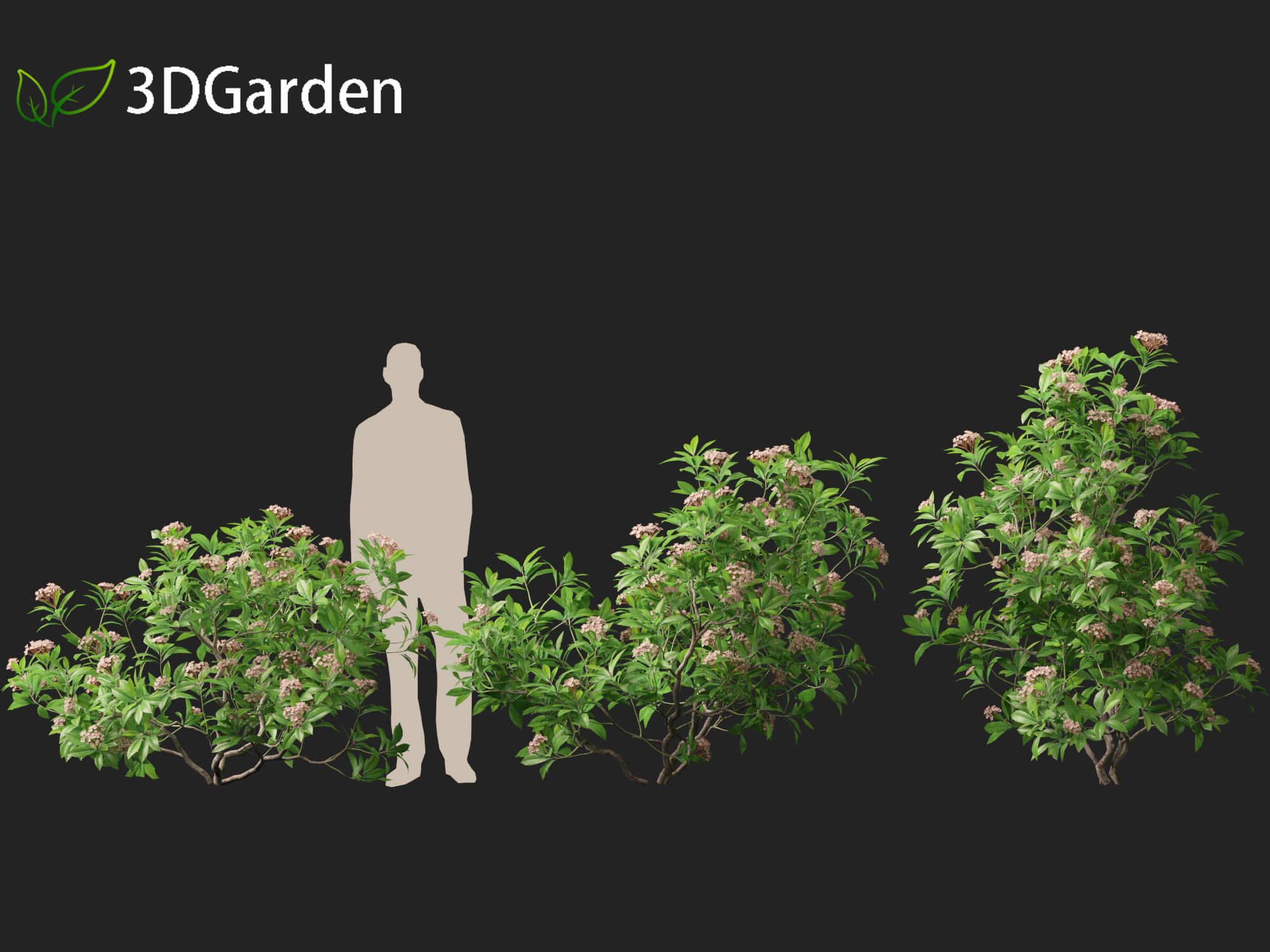 Kalmia Latifolia – Mountain Laurel - 3D Model by 3dgardenplants