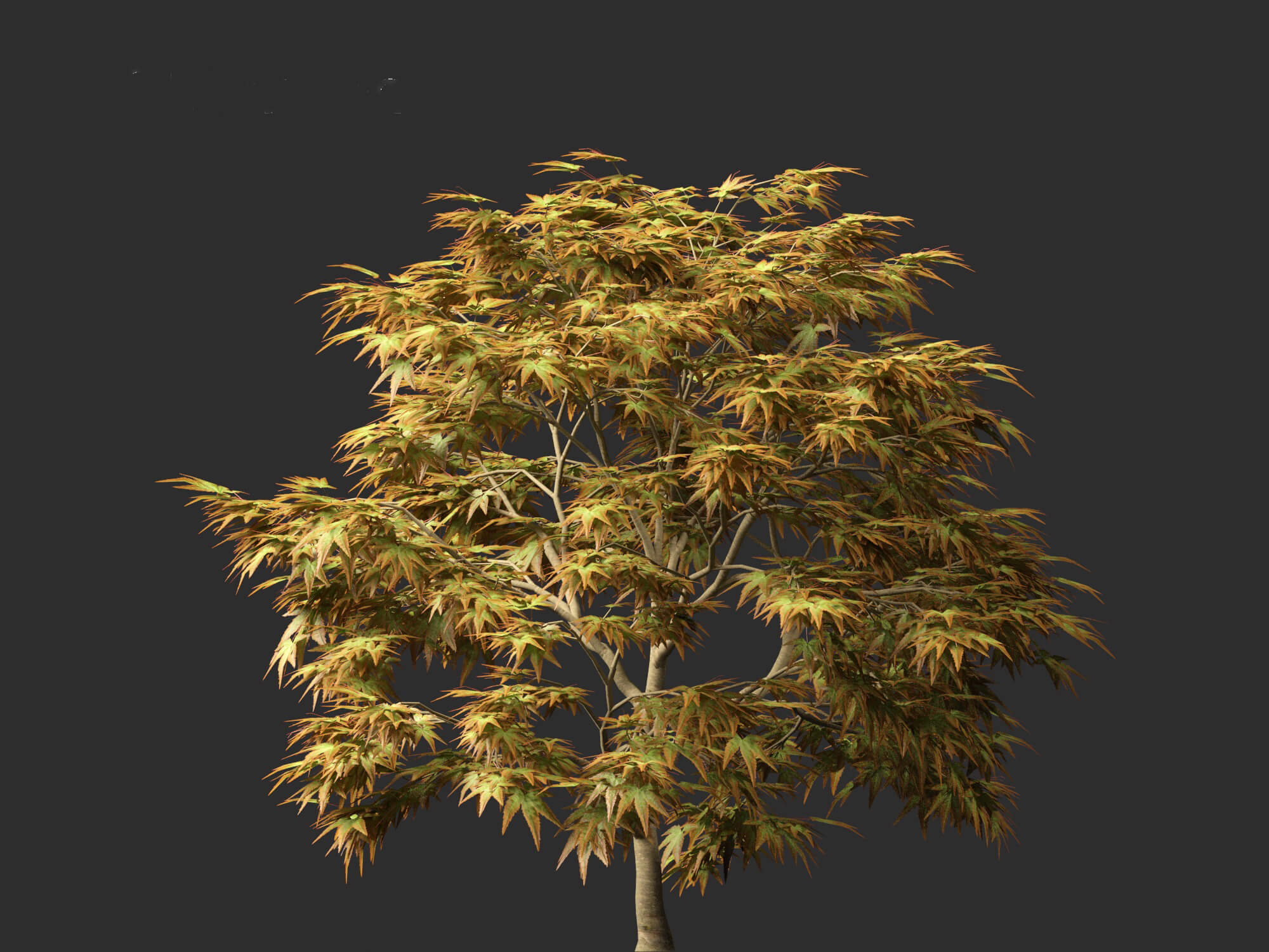 Kiyohime Japanese Maple - Spreading Japanese Maple 3D Model by ...