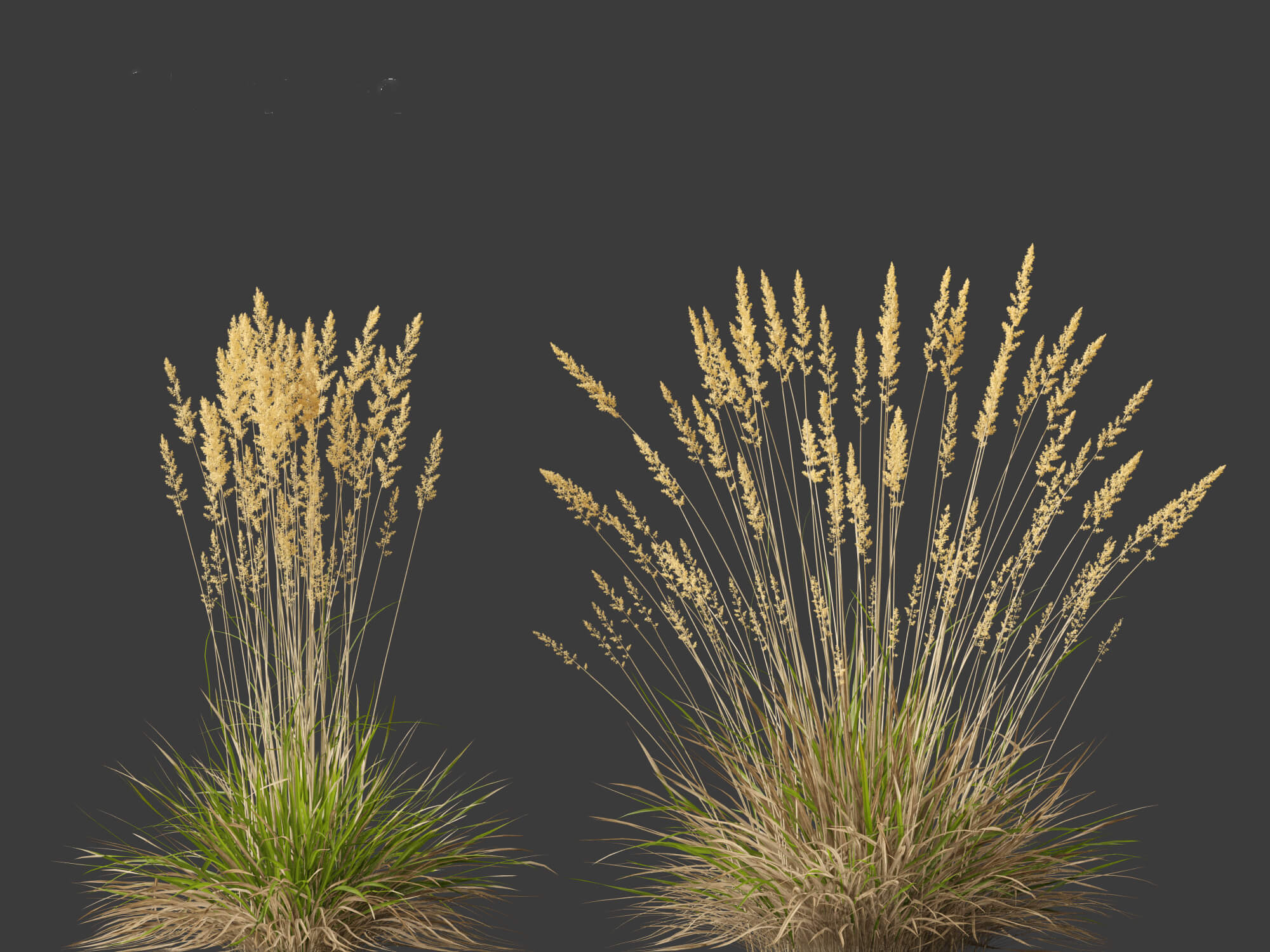 Koeleria Macrantha - Prairie Junegrass 3D Model by 3dgardenplants