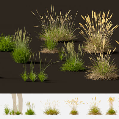 Koeleria Macrantha - Prairie Junegrass 3D Model by 3dgardenplants