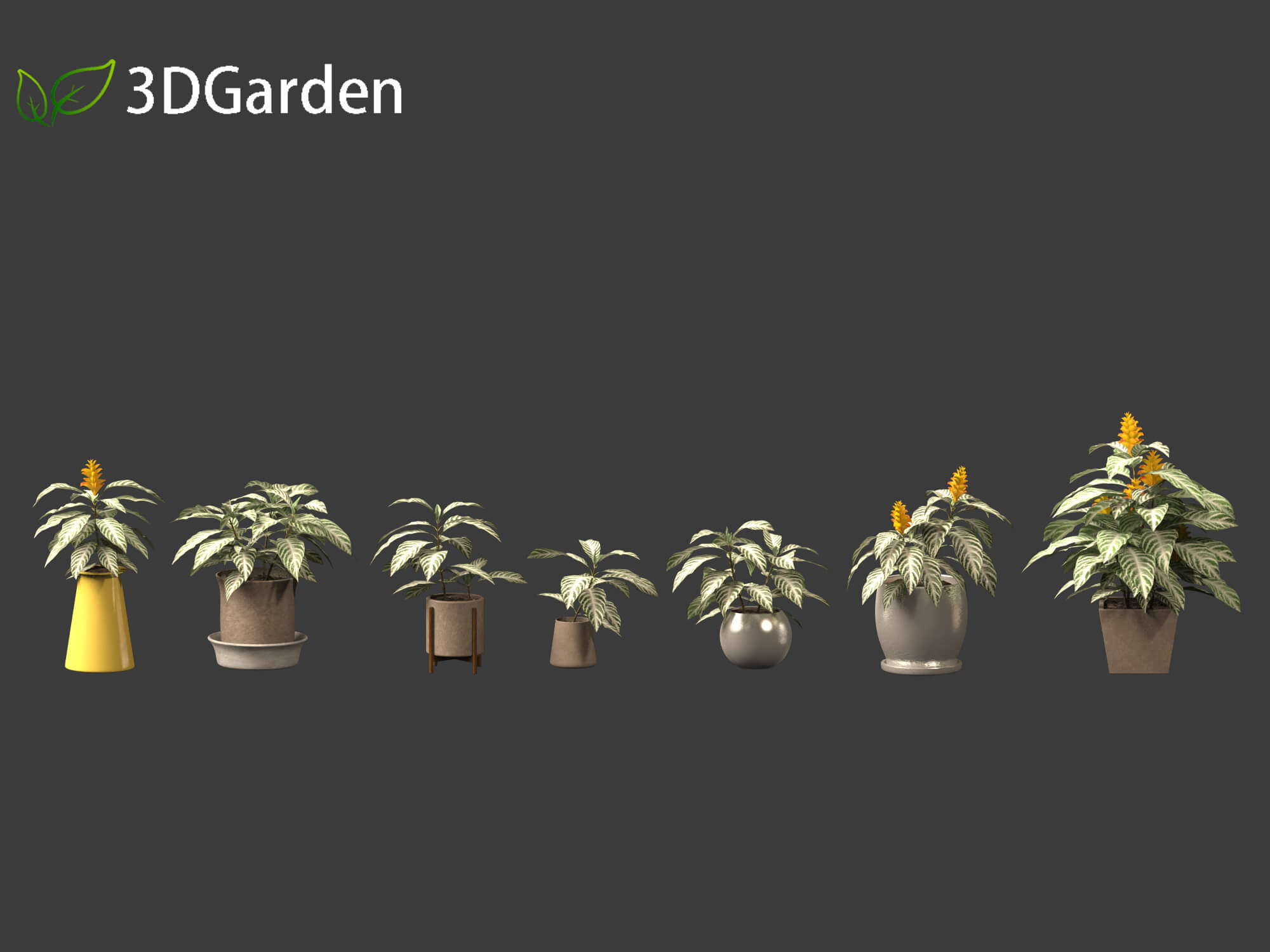 Kudoacanthus Albonervosa - Zebra Plant 02 3D Model by 3dgardenplants