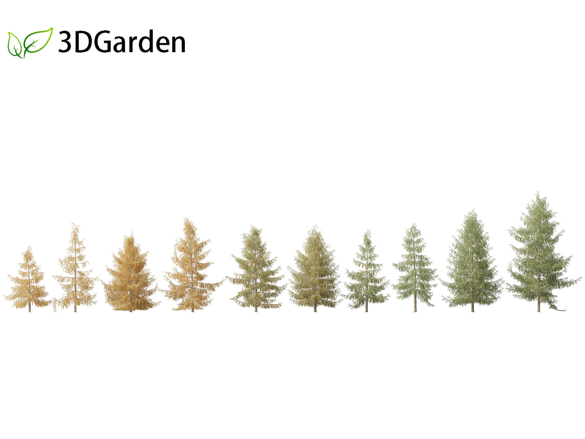 Larix Decidua - European Larch 3D Model by 3dgardenplants