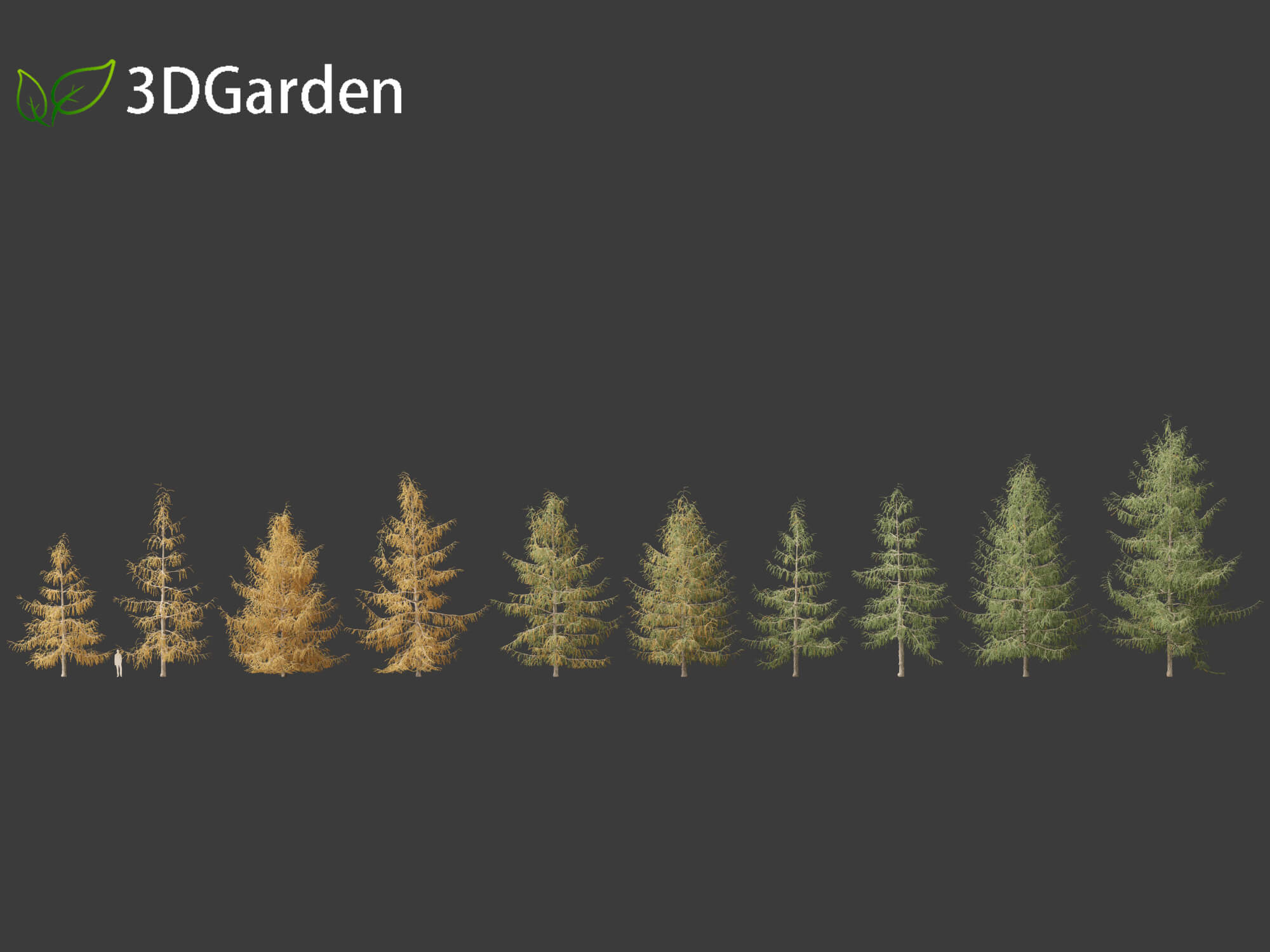 Larix Decidua - European Larch 3D Model by 3dgardenplants